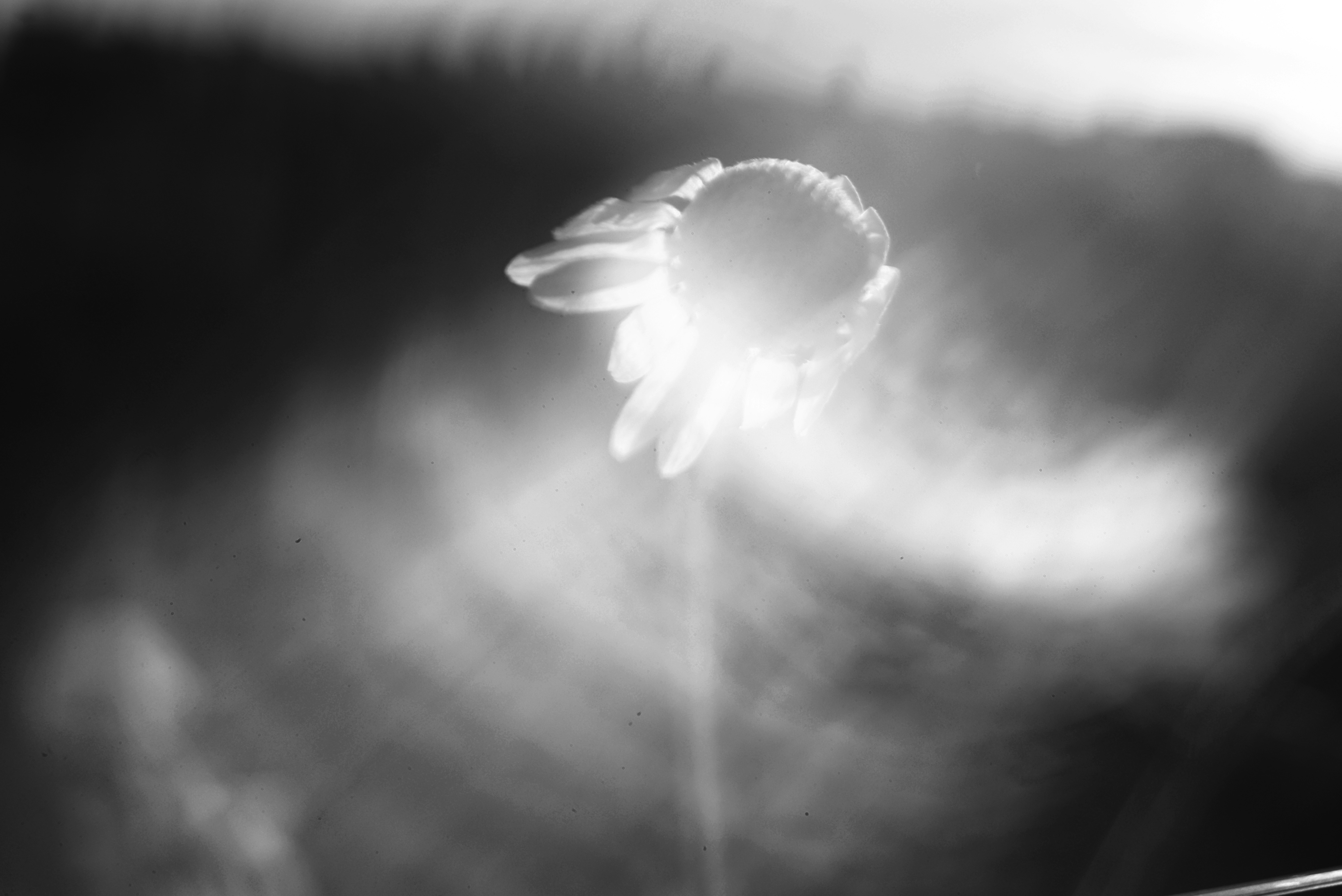 Soft Bloom: A Daffodil in Backlit Veil of Mist