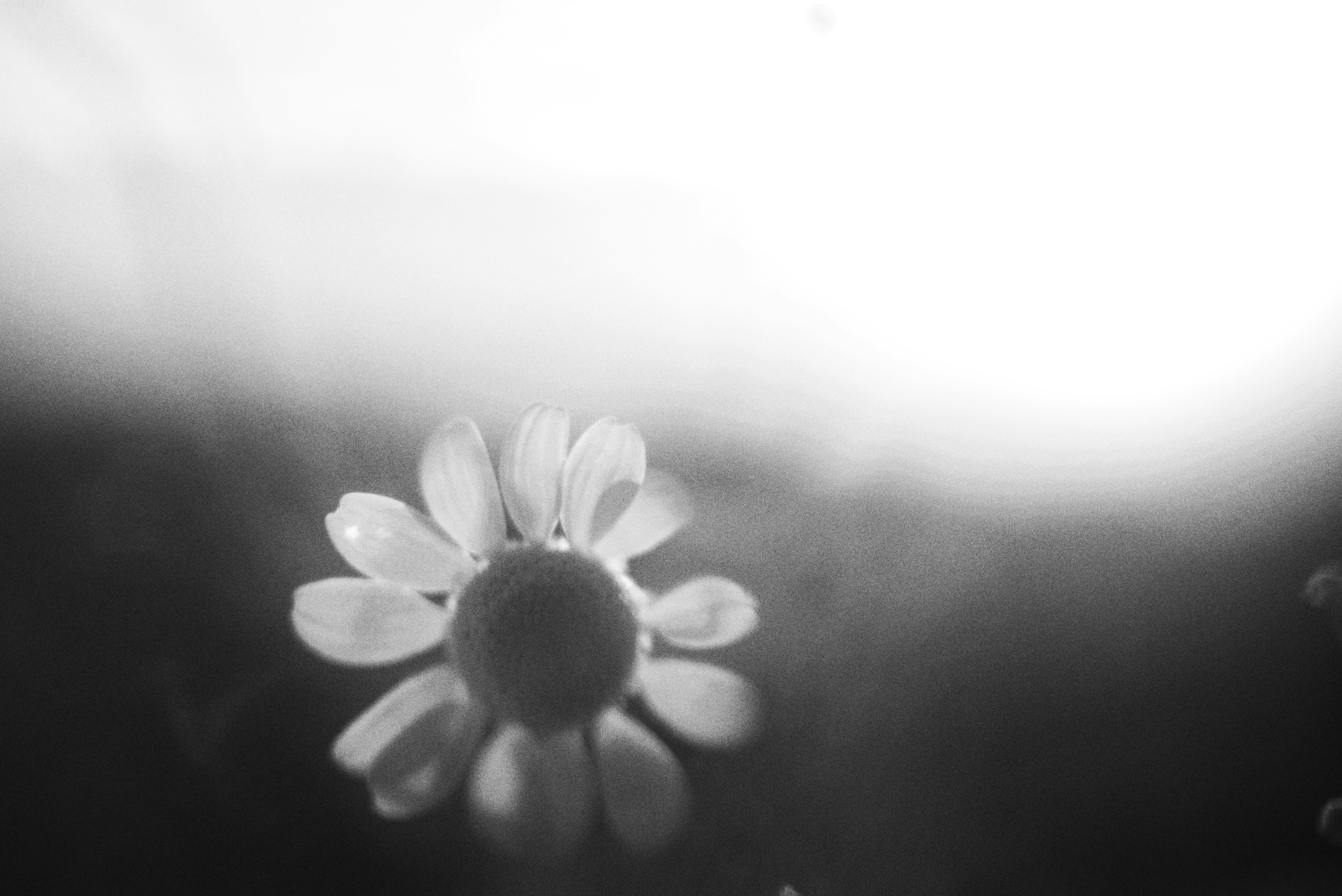 Daisy in Soft Focus: A Quiet Bloom Beneath Bright Light