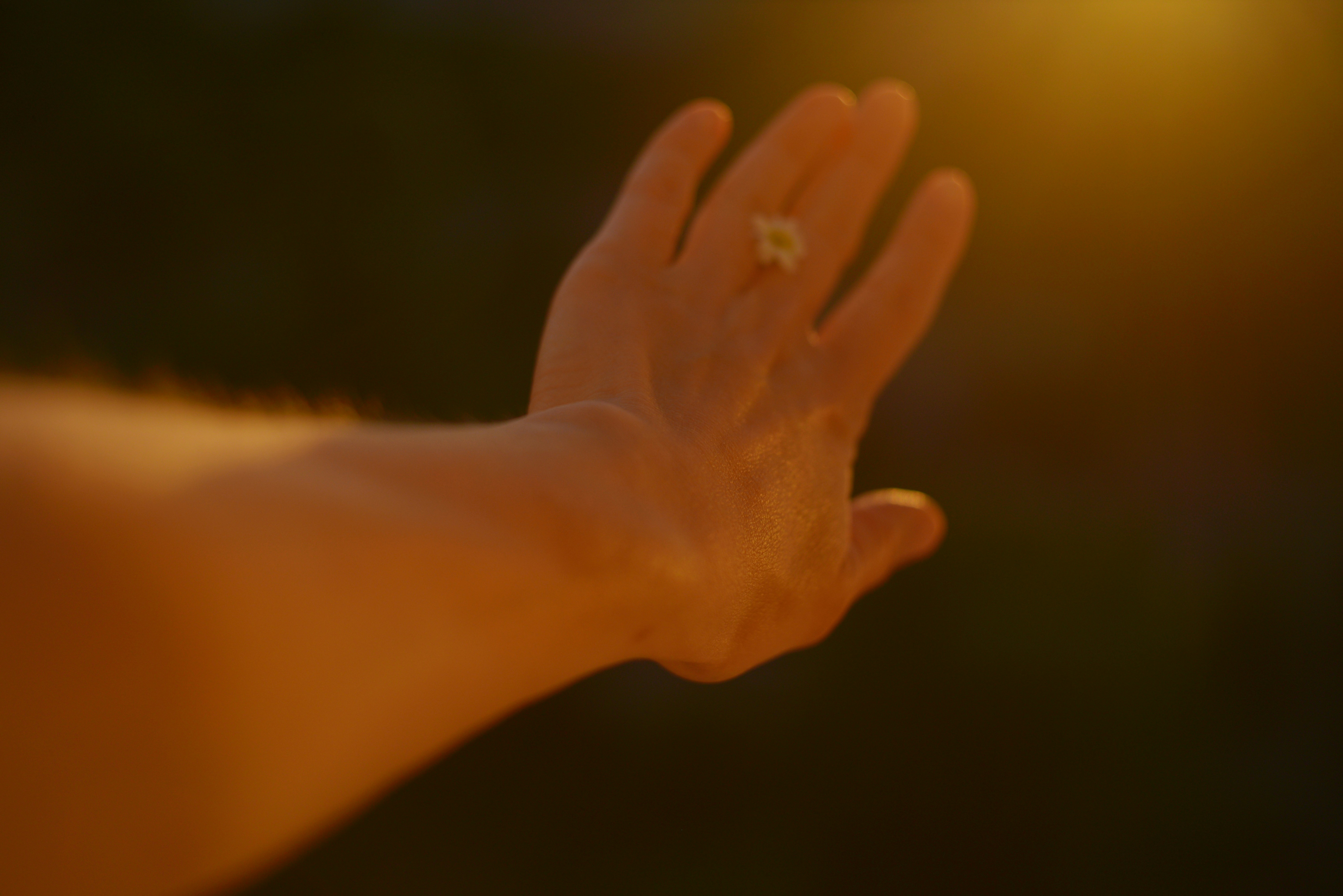 Reach into the Golden Hour: Outstretched Hand in Warm Backlight