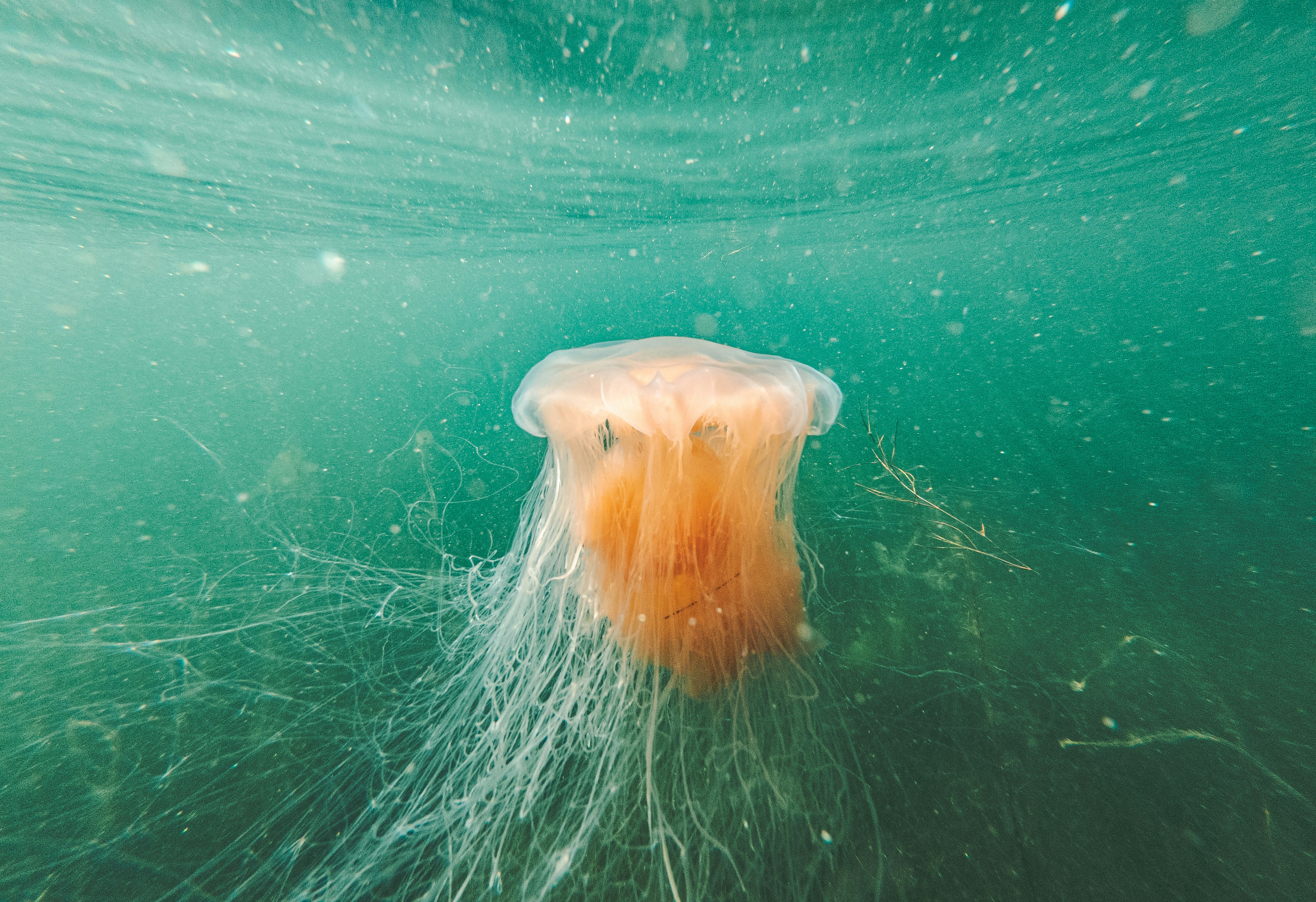 Drifting Lantern: Orange Jellyfish in Cool Green Waters