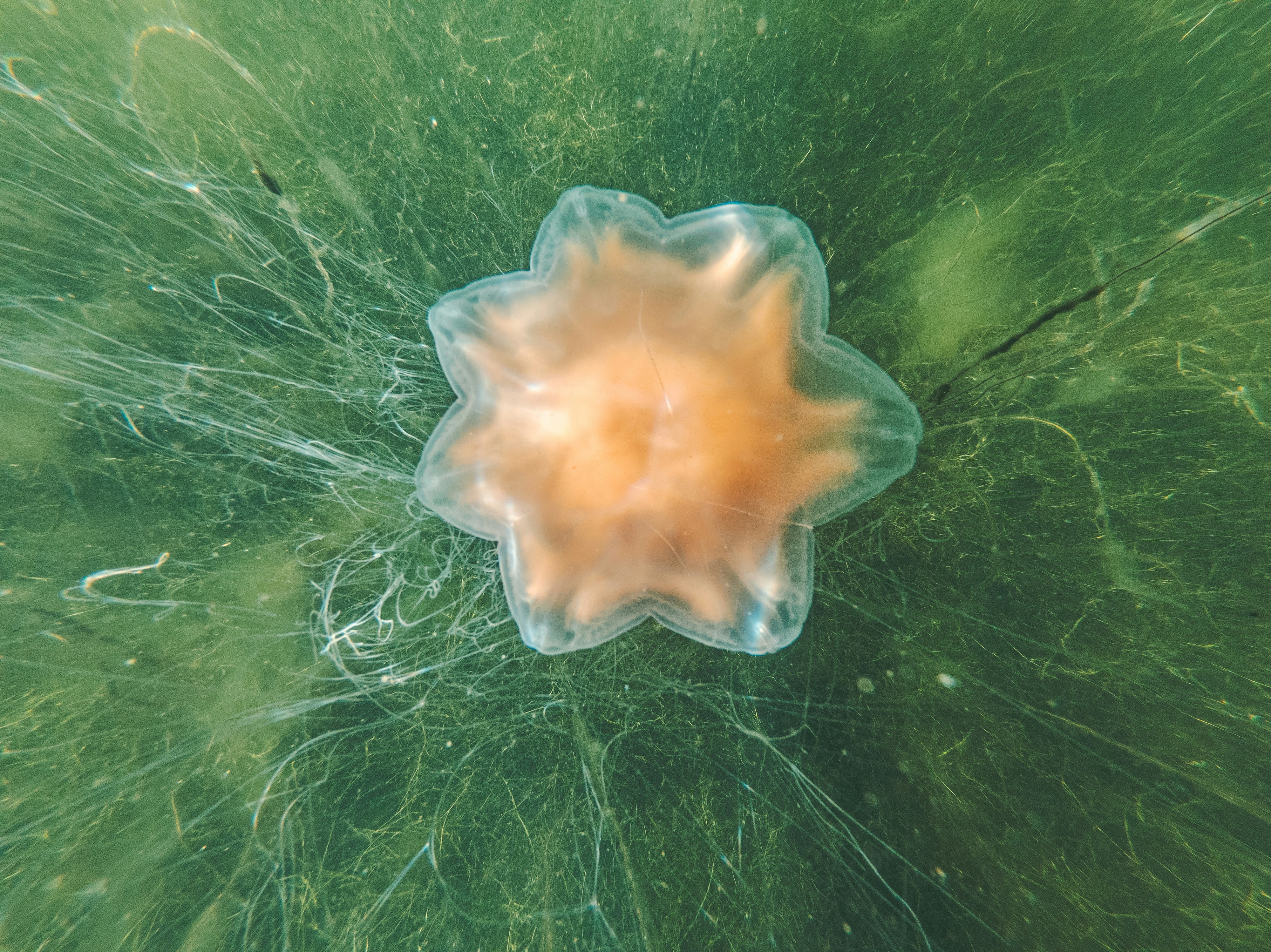 Orange-center Jelly Flower: A Close-Up on a Radially Frilled Stamen in a Green Leaf