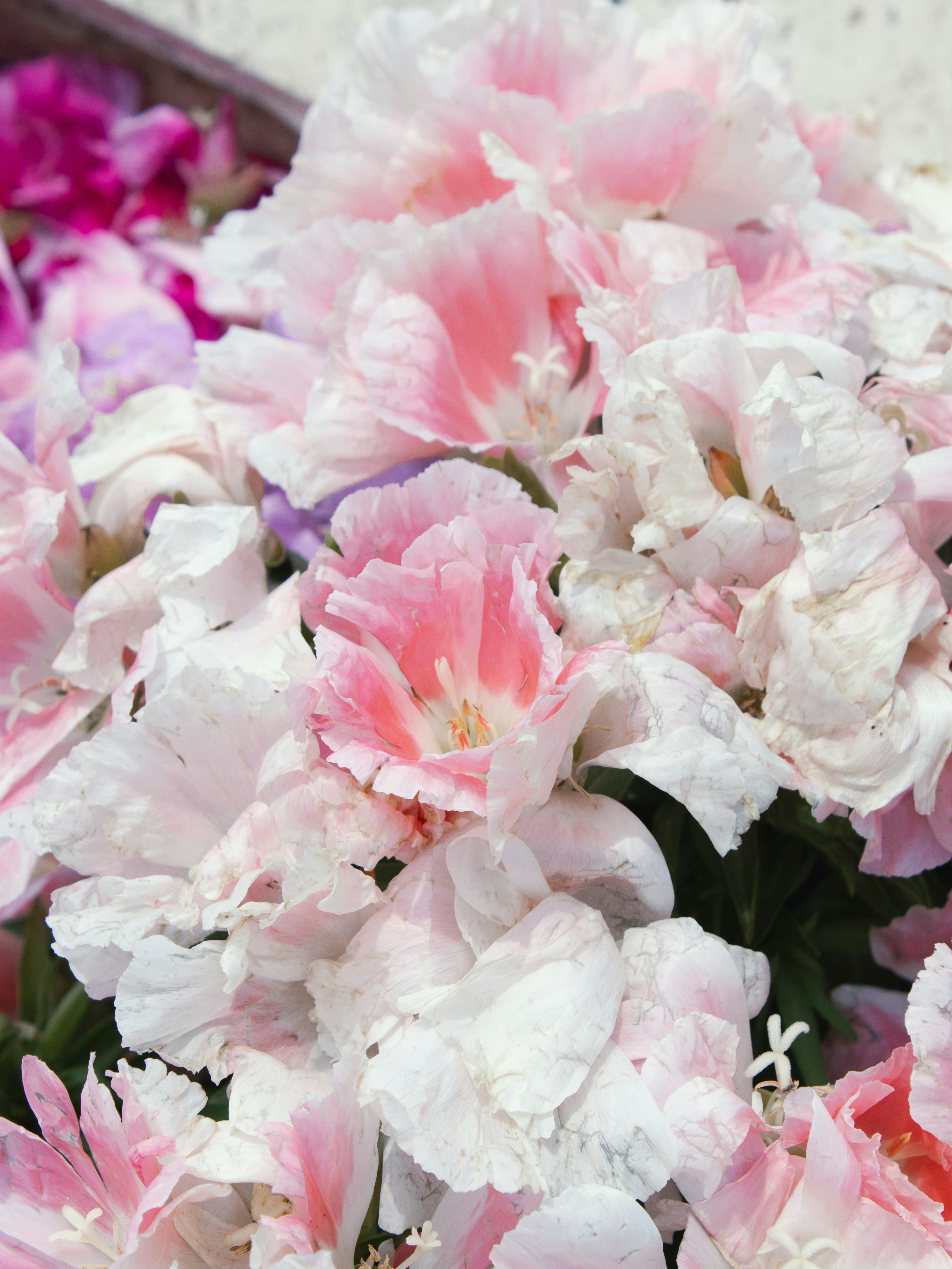 Petals in Soft Tide: Blush Bouquets in Full Bloom