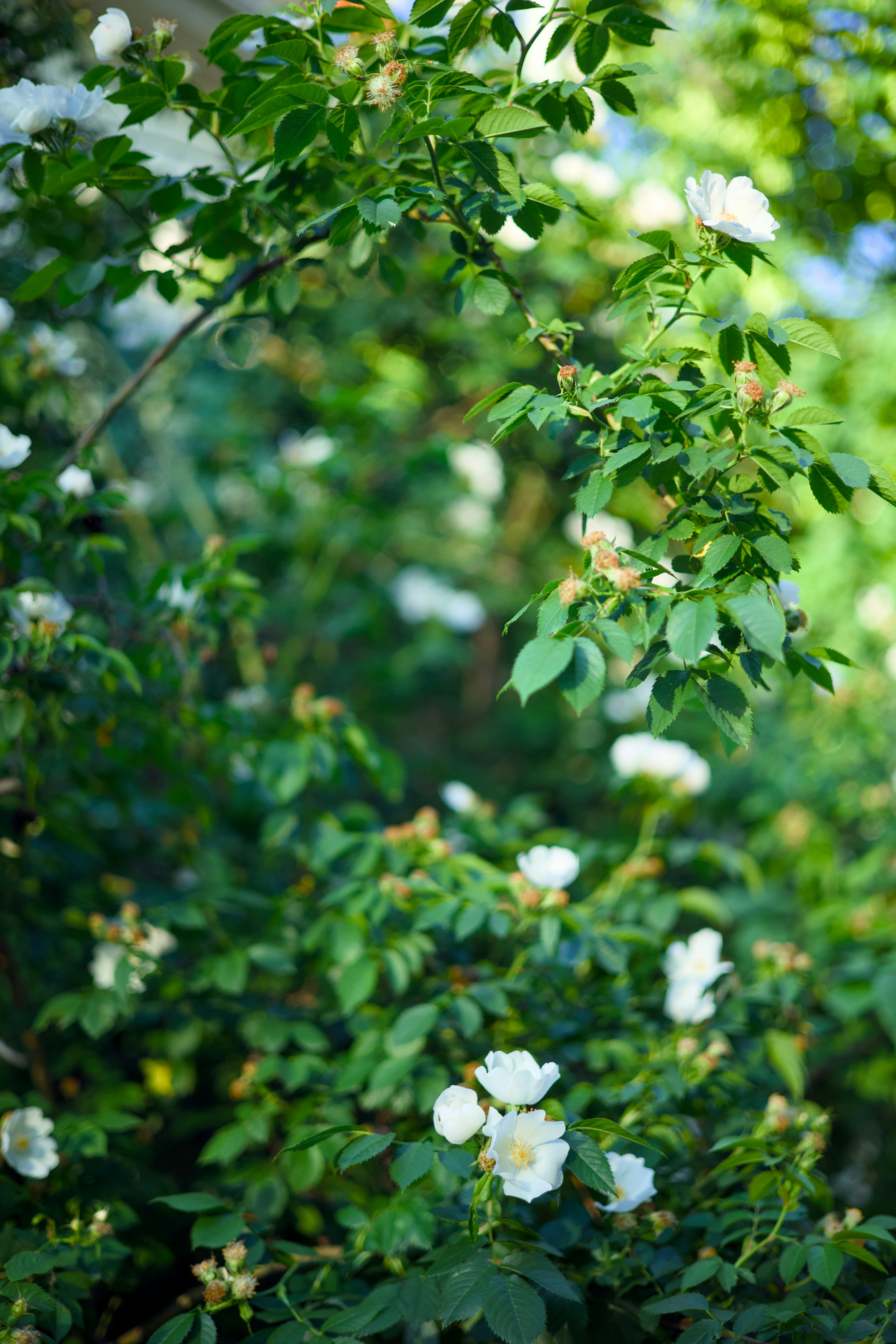 White roses bloom through a sunlit curtain of green