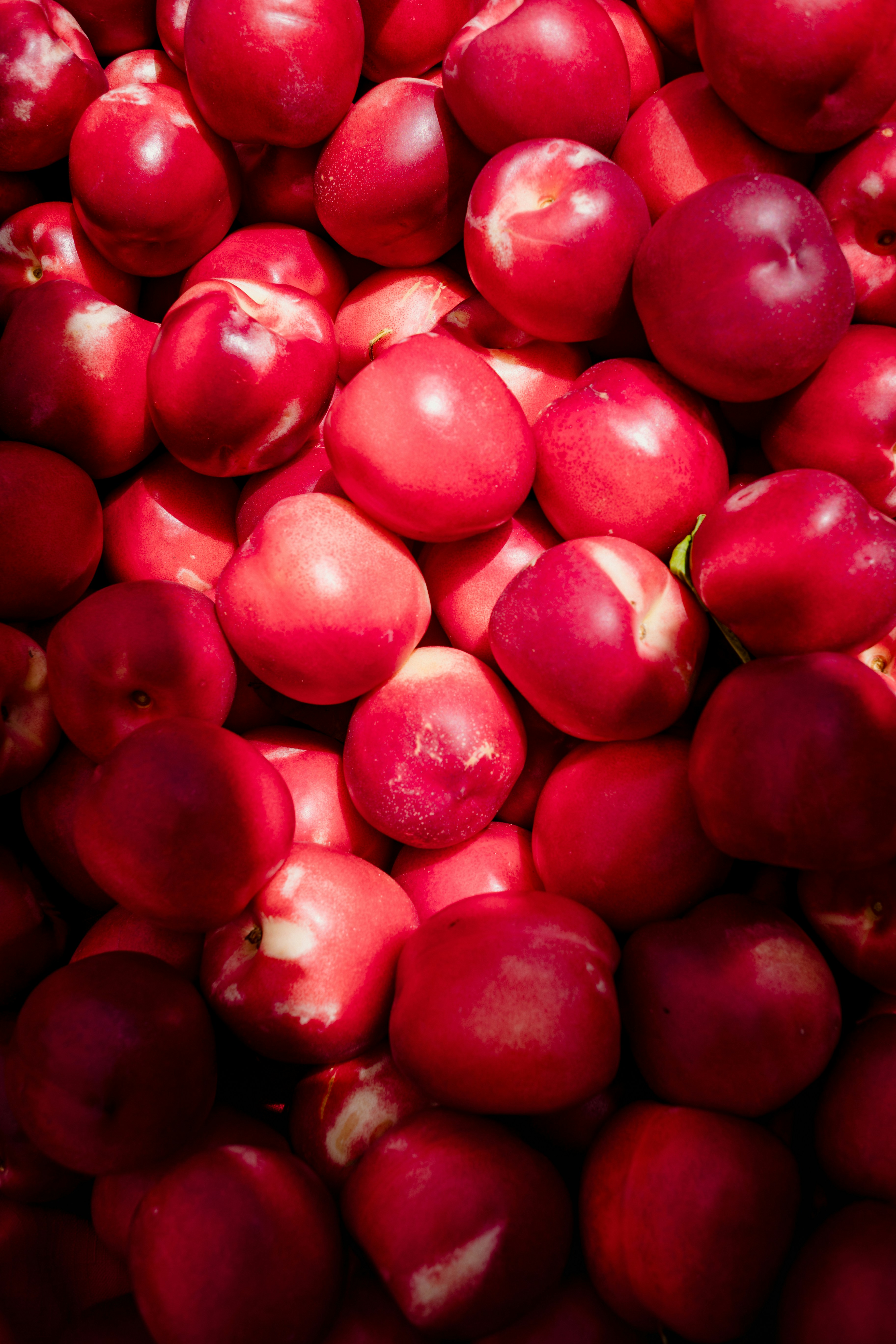 Crimson Orchard: a dense orchard of plump cherries