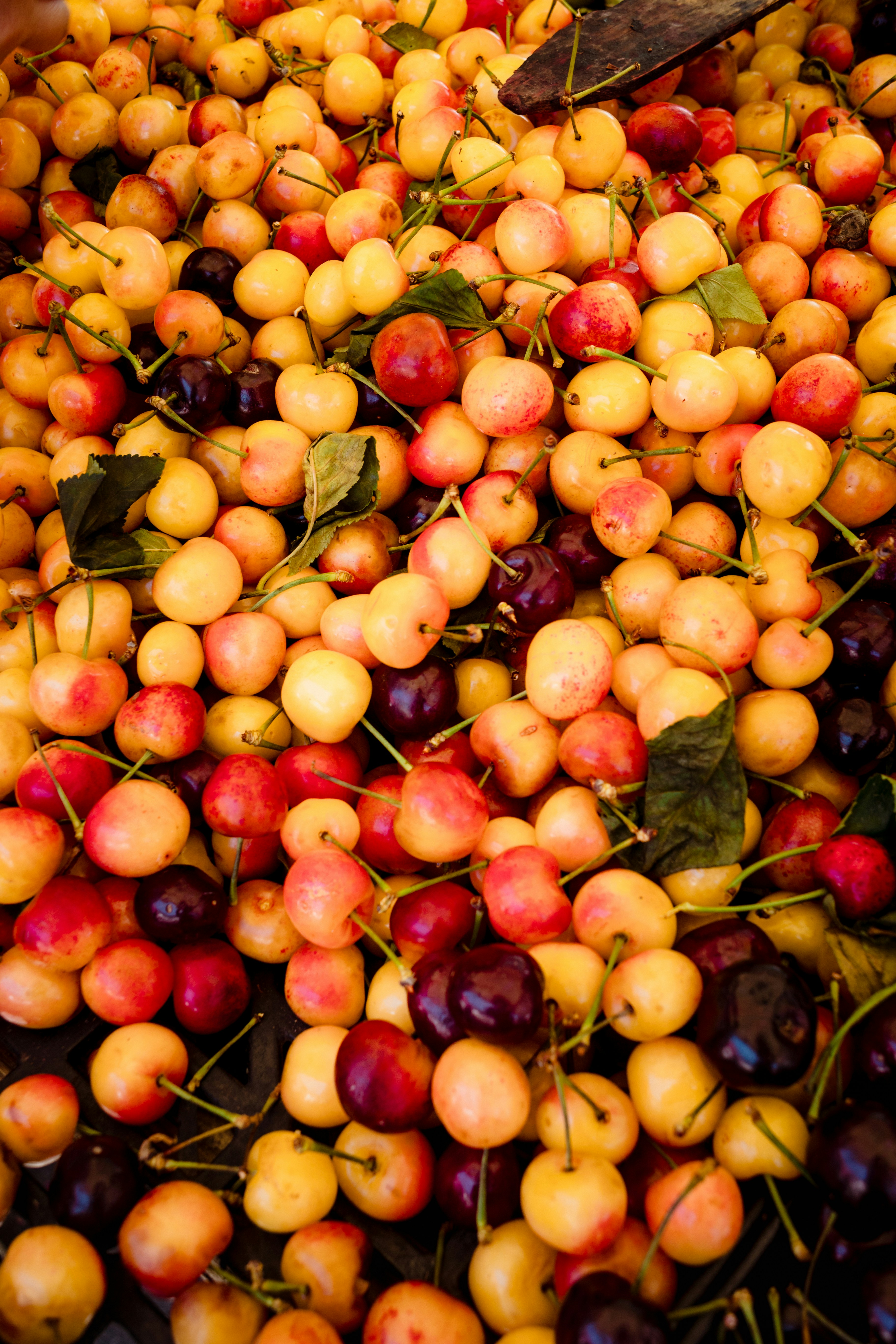 Cherries in a Sea of Summer Hues