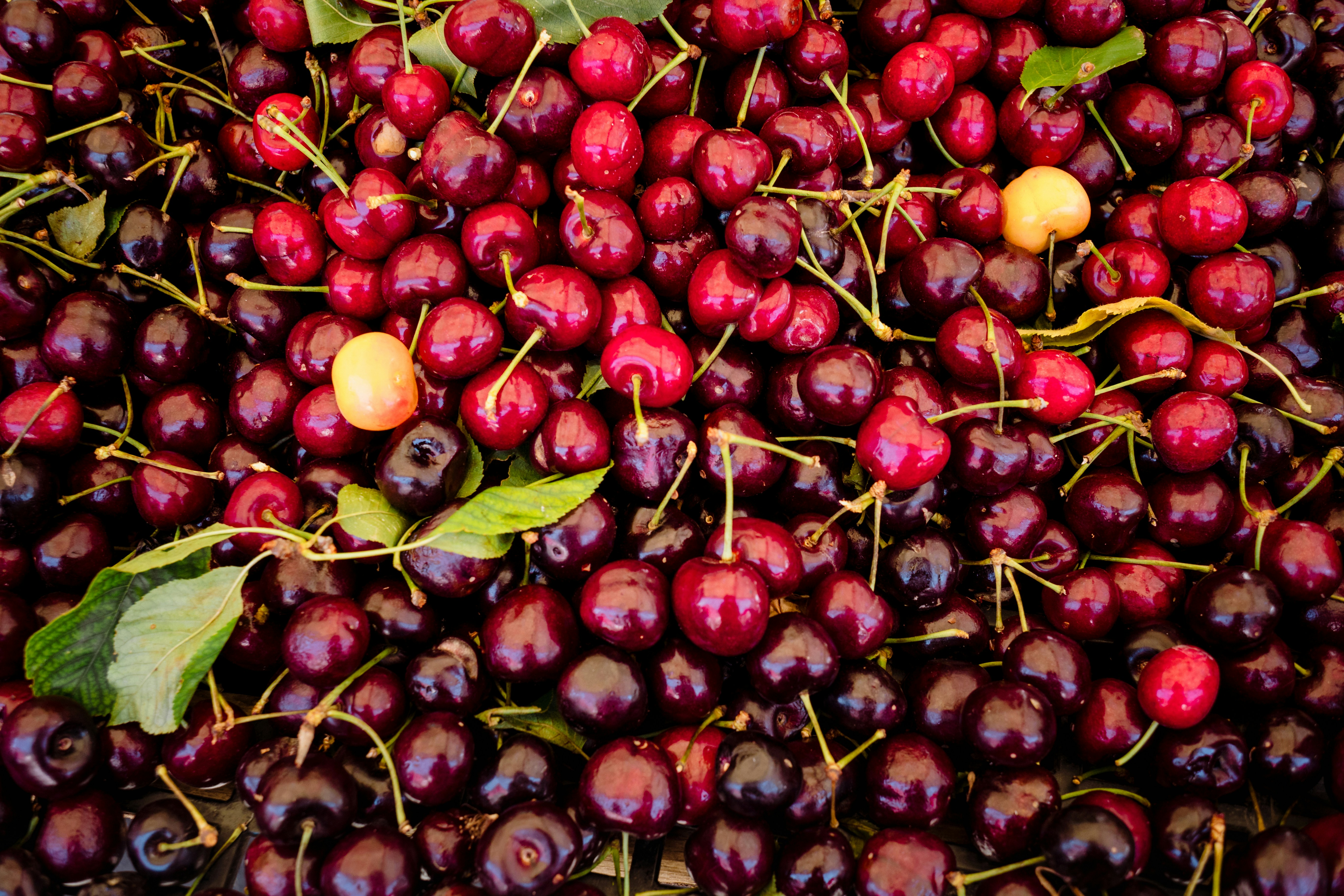 Glossy cherry mosaic: a close-packed harvest of crimson fruit