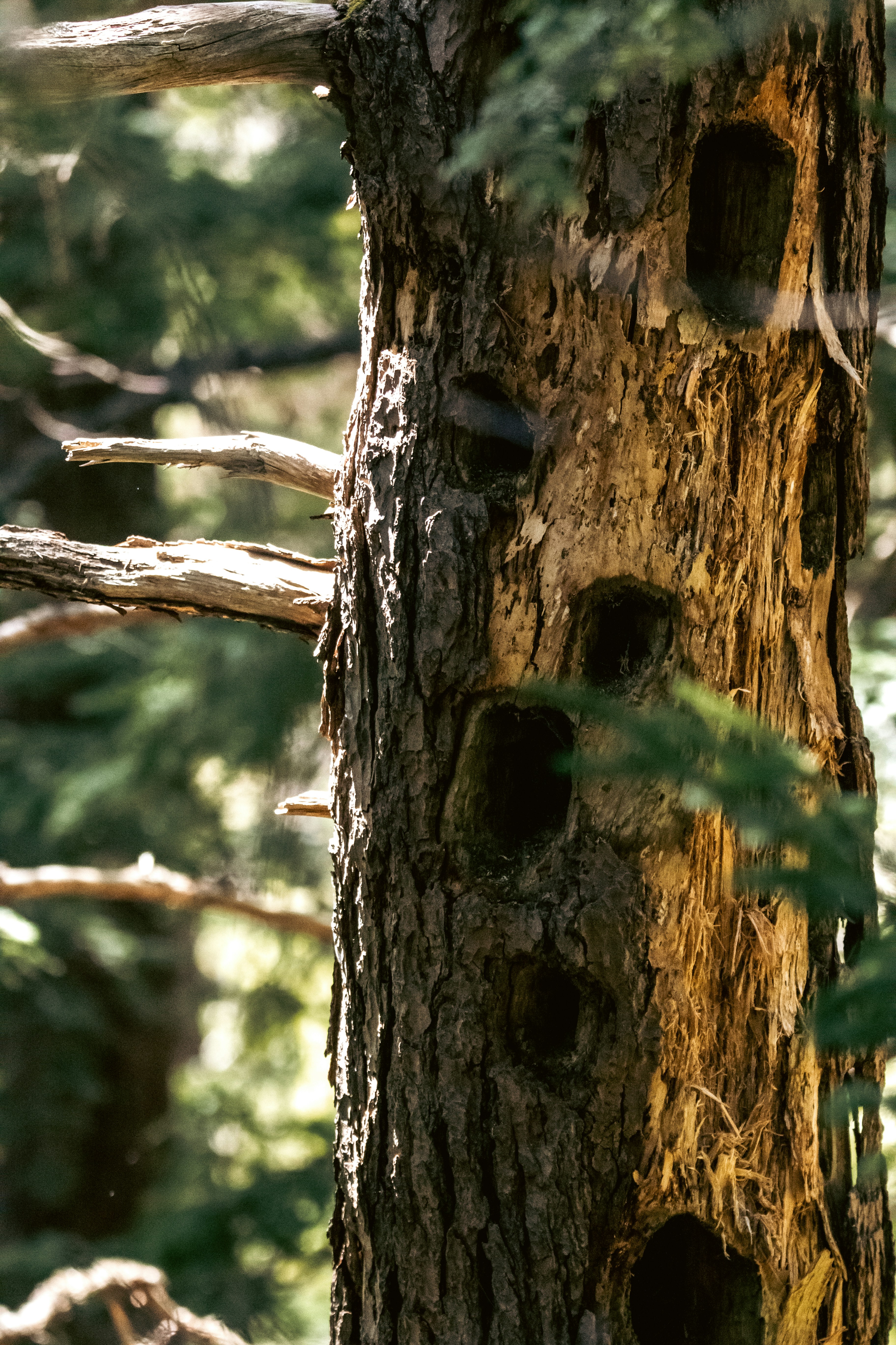 Gnarled Trunk of an Ancient Cedar with Hollow Cores
