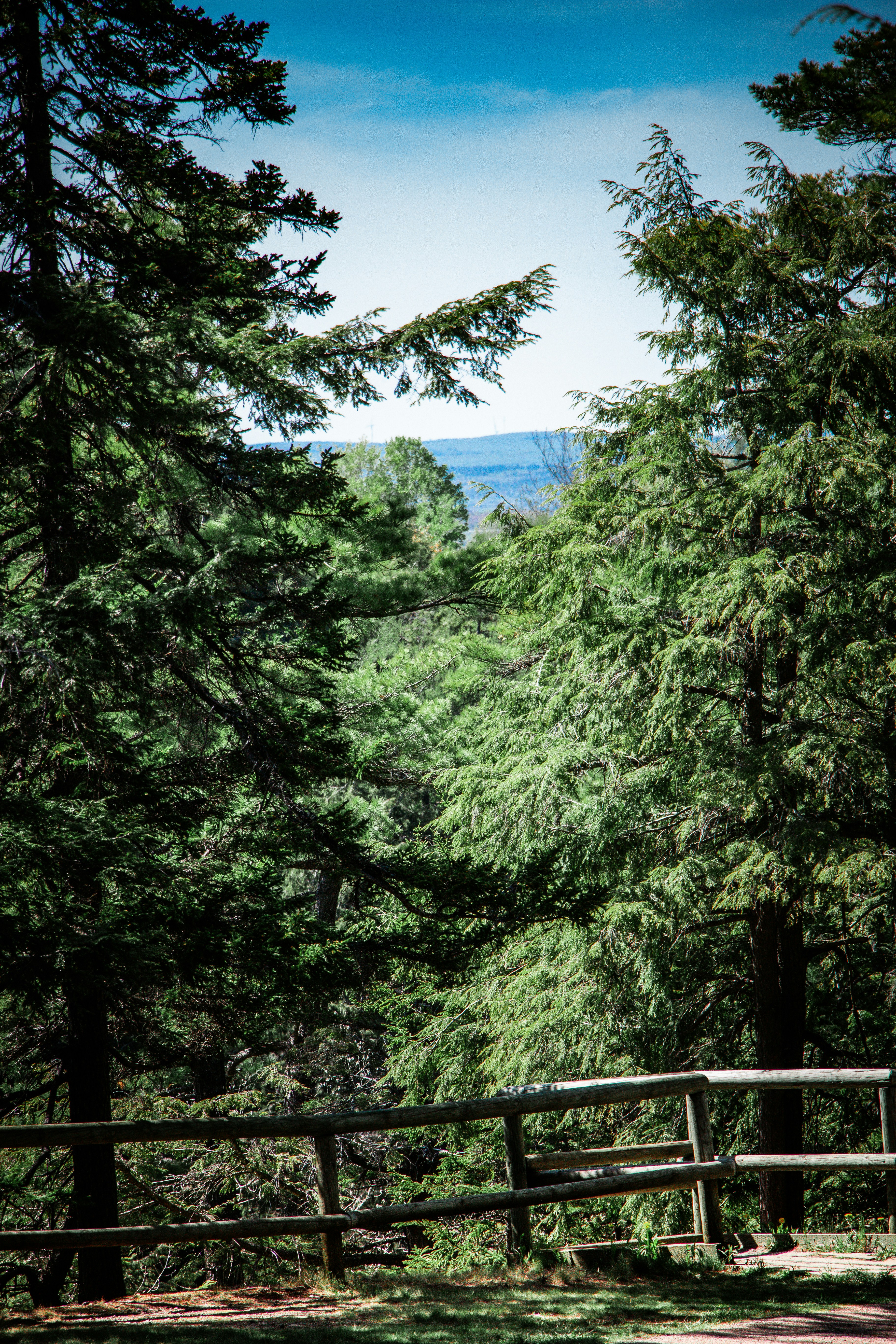 Ridge View Through the Pines