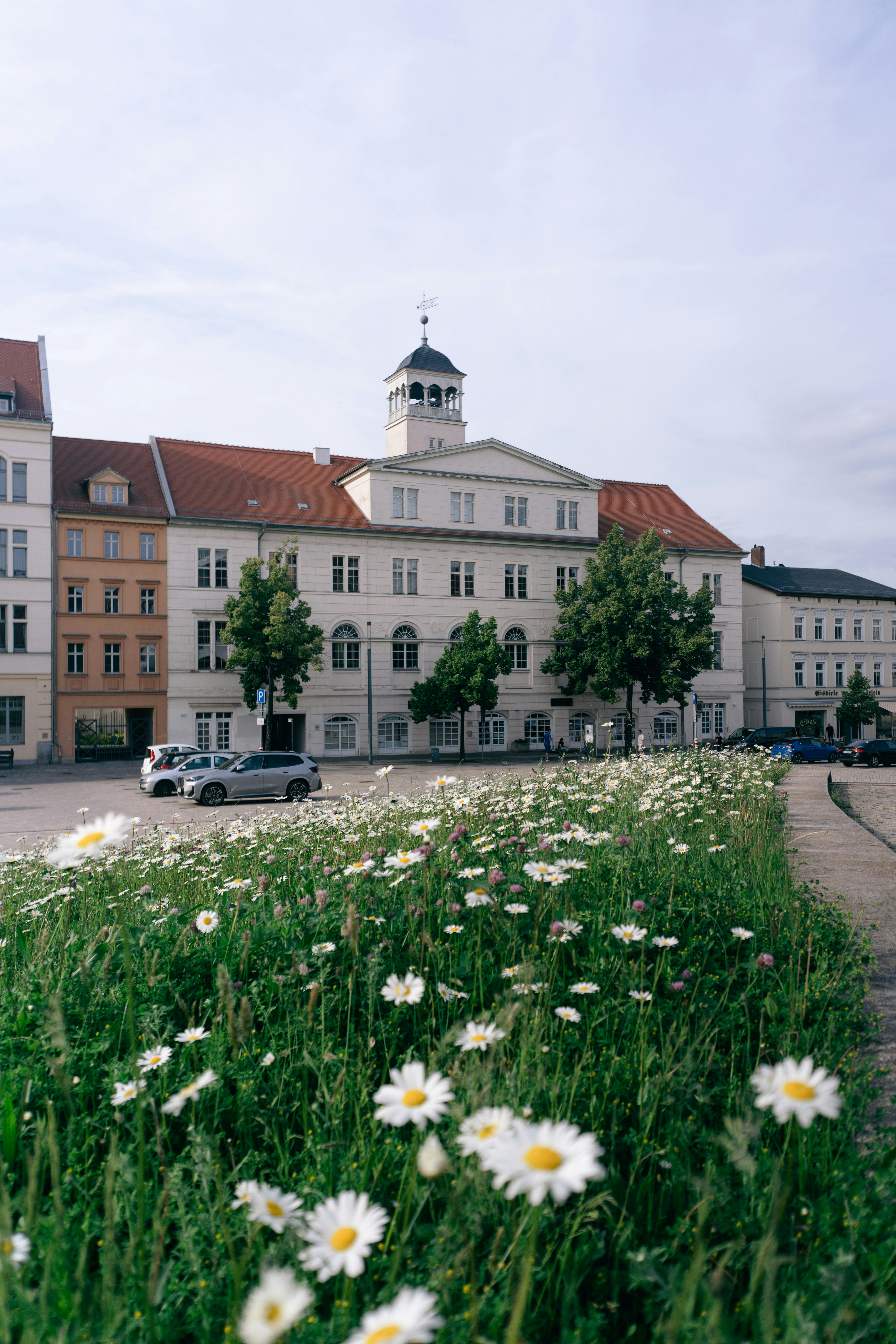 Daisies and a Quiet Town Hall Trimmed in Morning Light