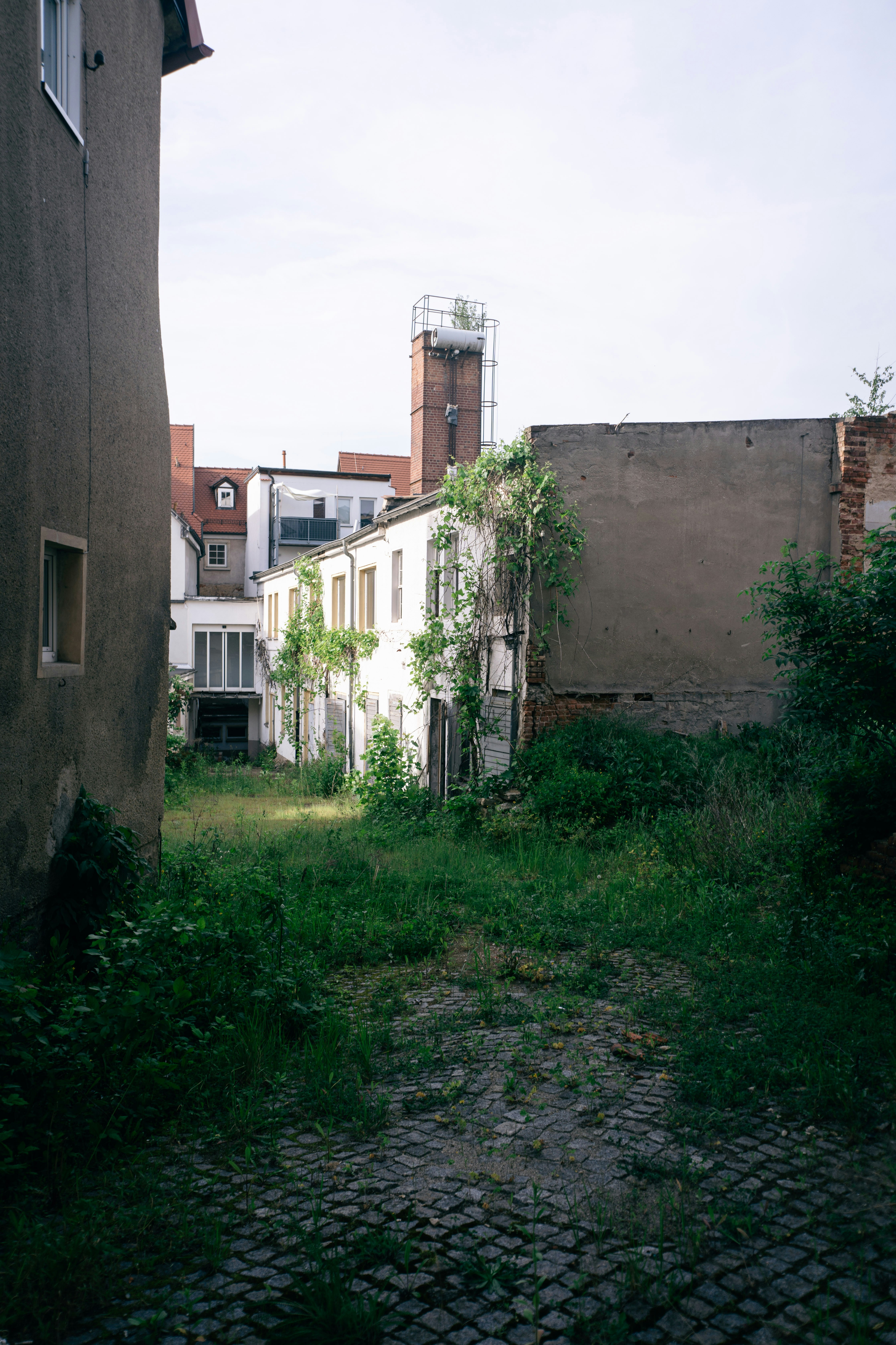 Urban Overgrowth Between Brick and Plaster