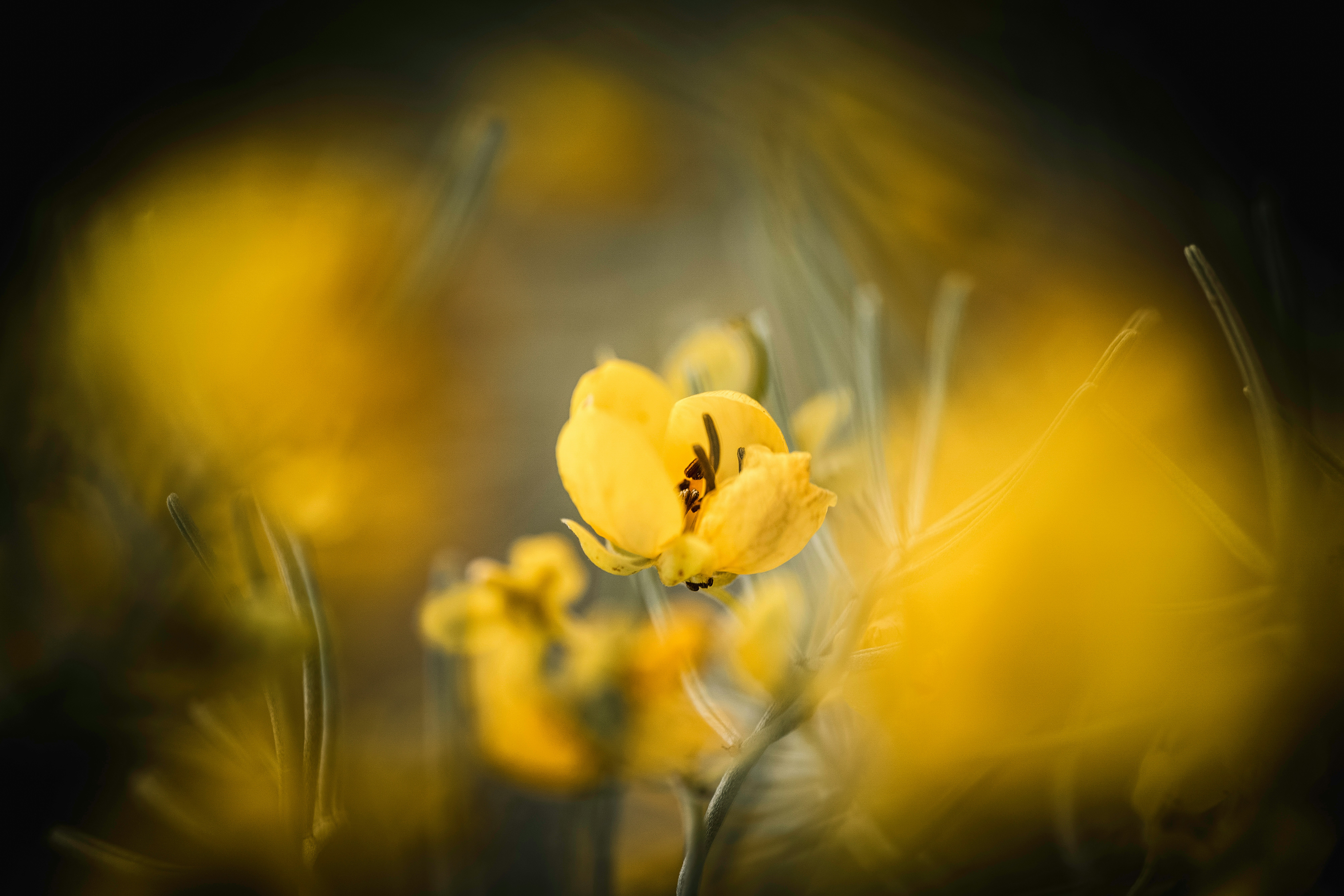 Sunlit Yellow: A Blossom Centered in Dreamy Blur