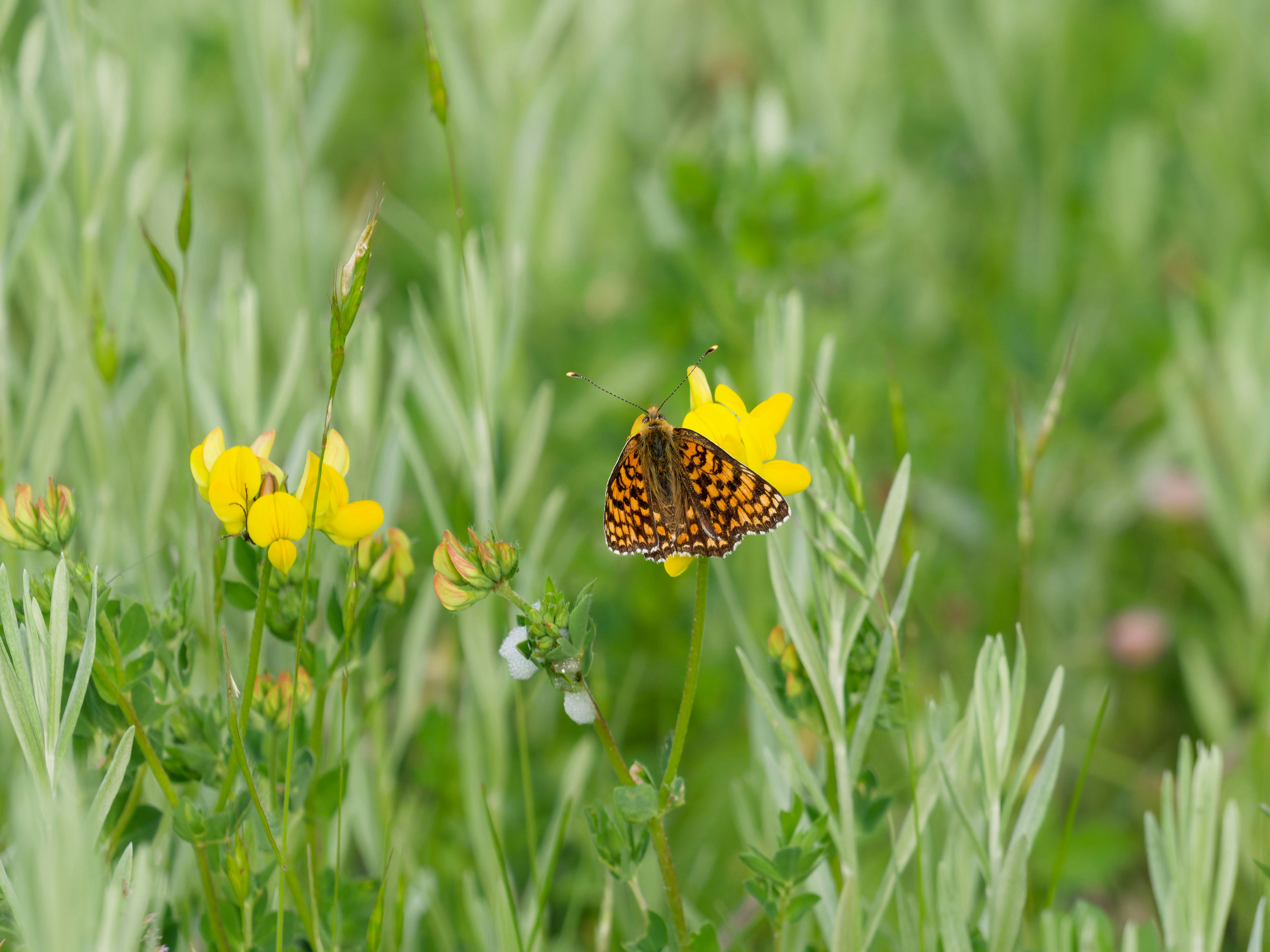 Butterfly Spotlight on a Meadow Canvas