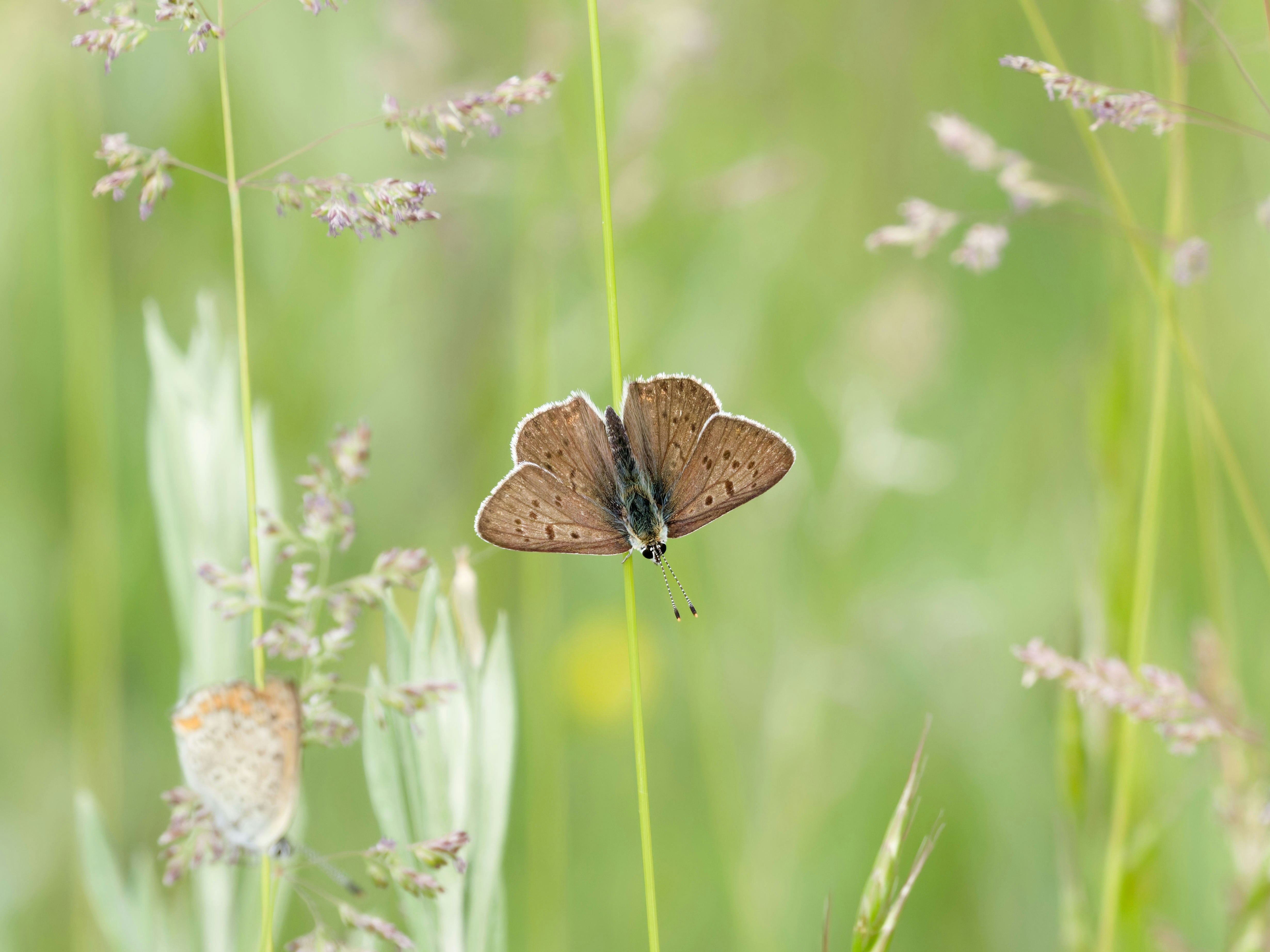 Delicate Meadow Bloom: A Brown Butterfly Adrift Among Tall Grass