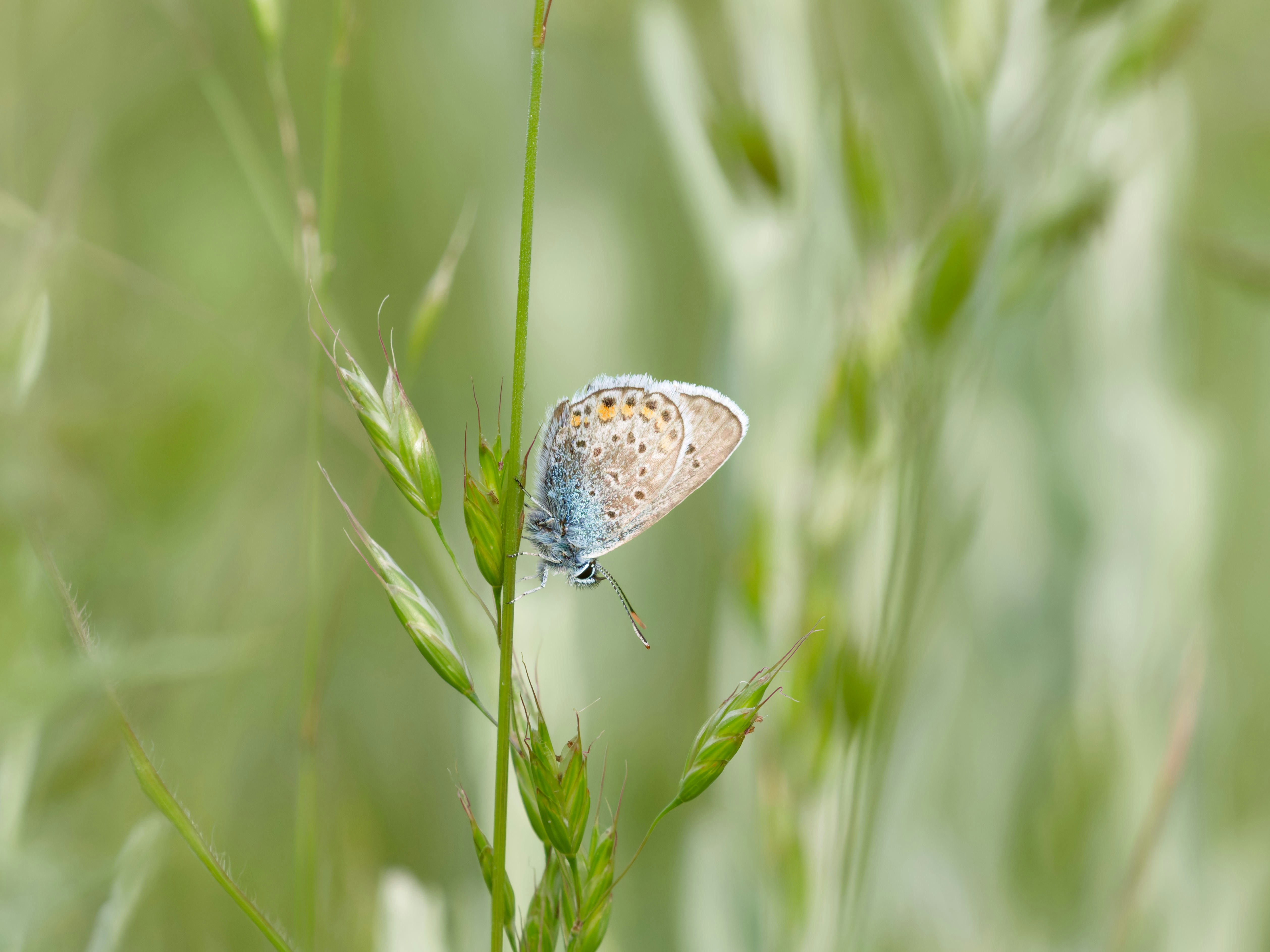 Blue-spot Butterfly Adrift in Emerald Stalks