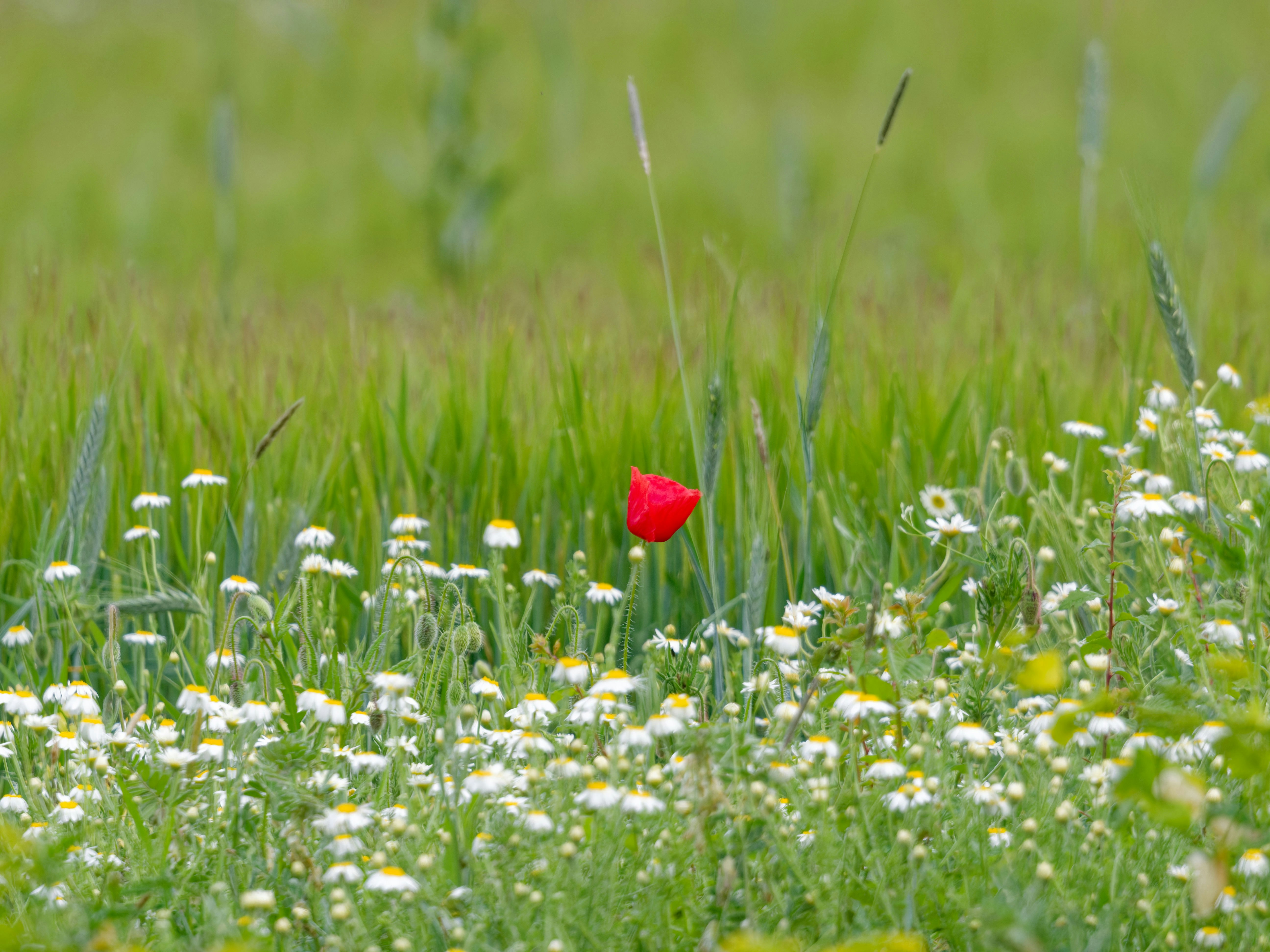 Red poppy among meadow daisies under a sunlit summer glow