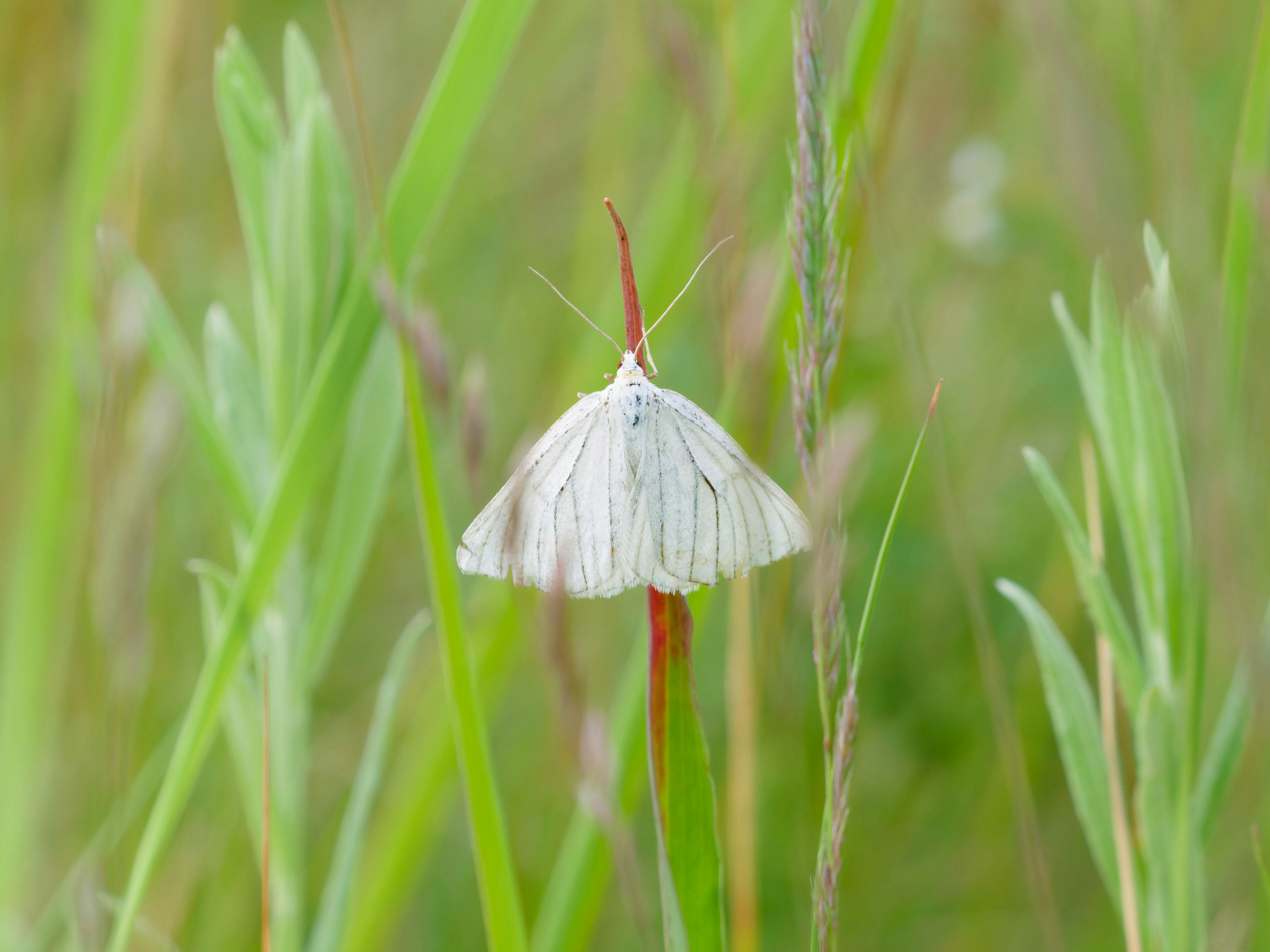 White moth on a grassy stalk: a glimpse of delicate wings amid green blades