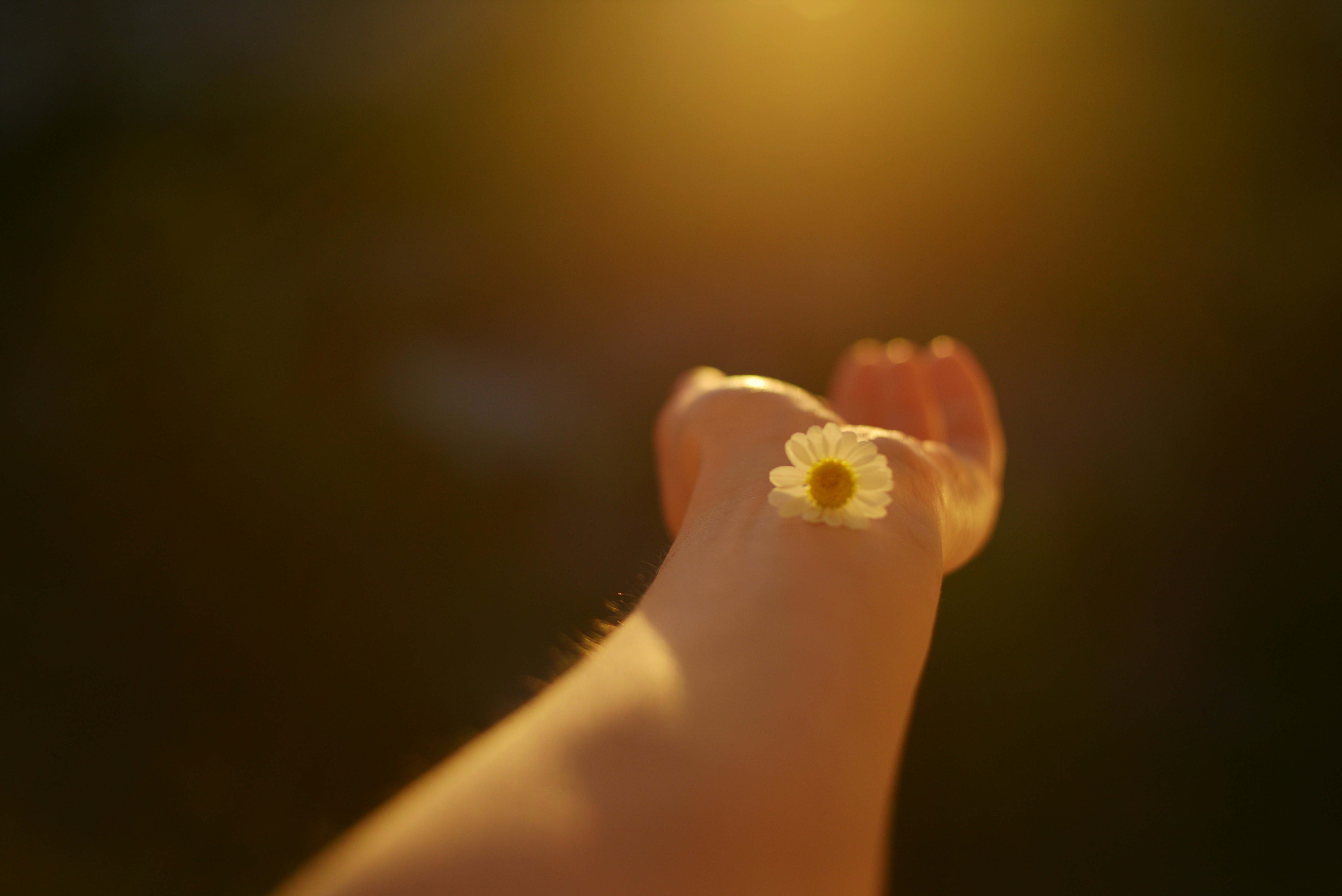 A Dandelion Moment on Skin: Delicate Flower Adrift in Warm Light