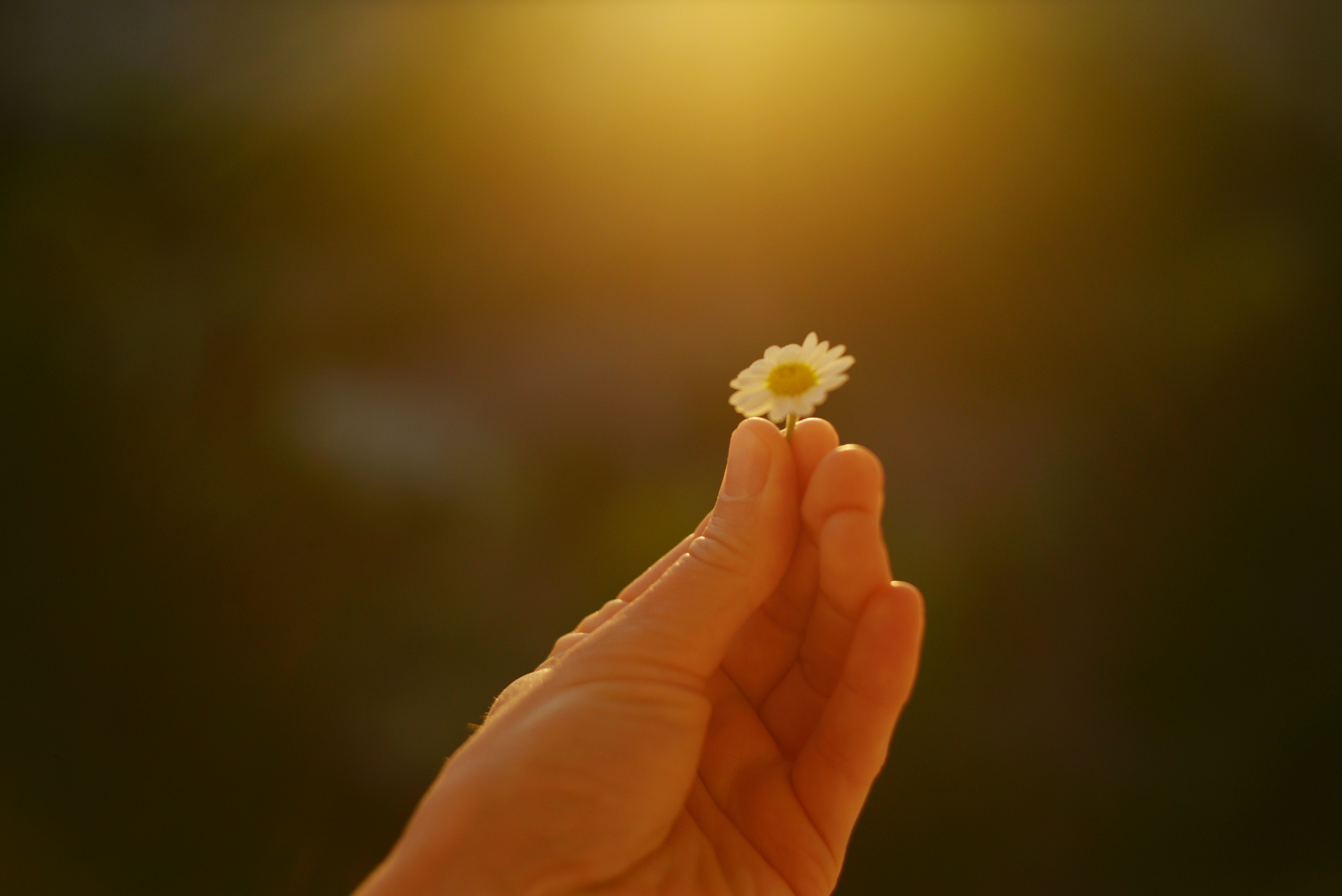 A delicate daisy between cupped fingers in warm backlit glow