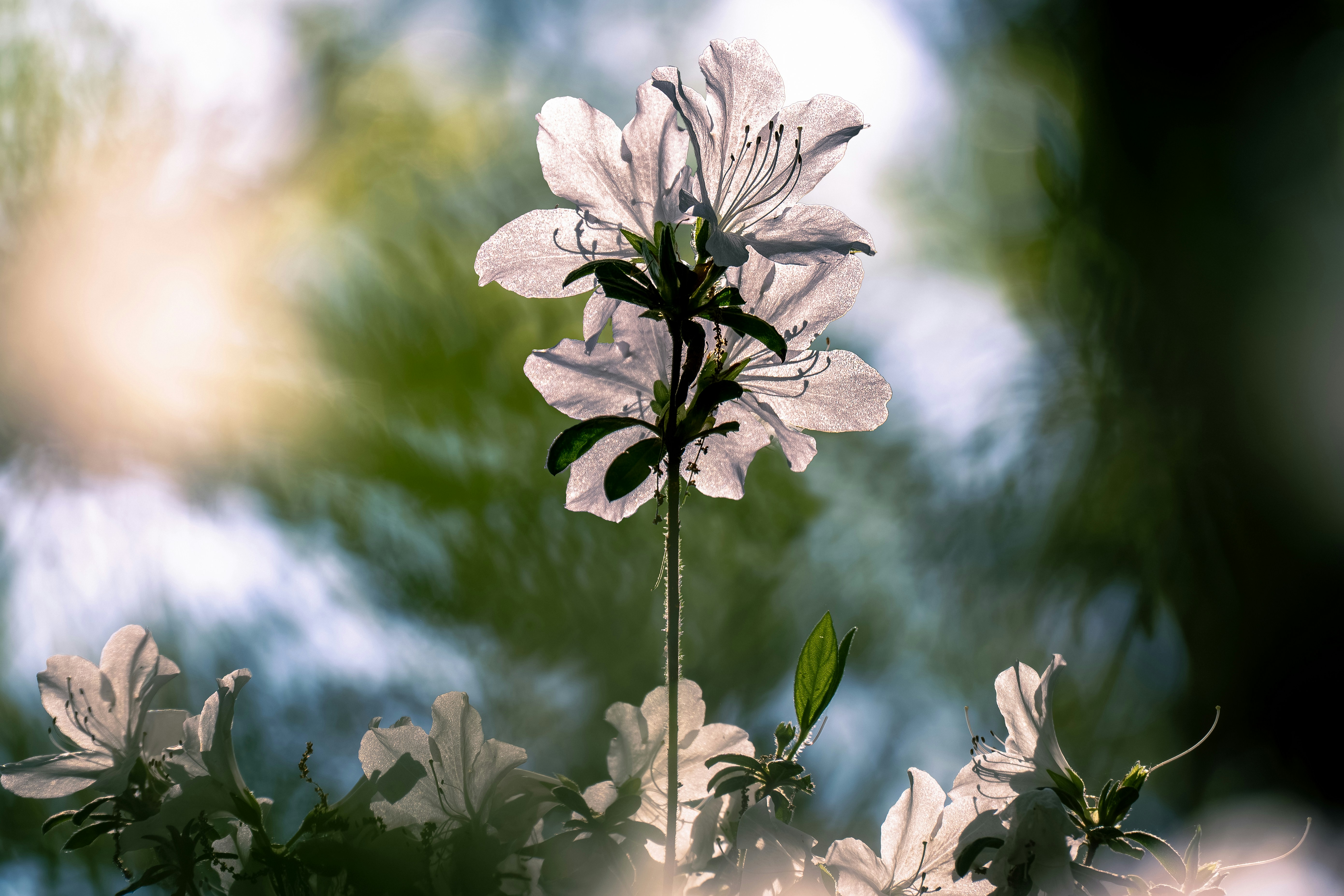 Center Bloom: a solitary flower reaching toward sunlit canopy