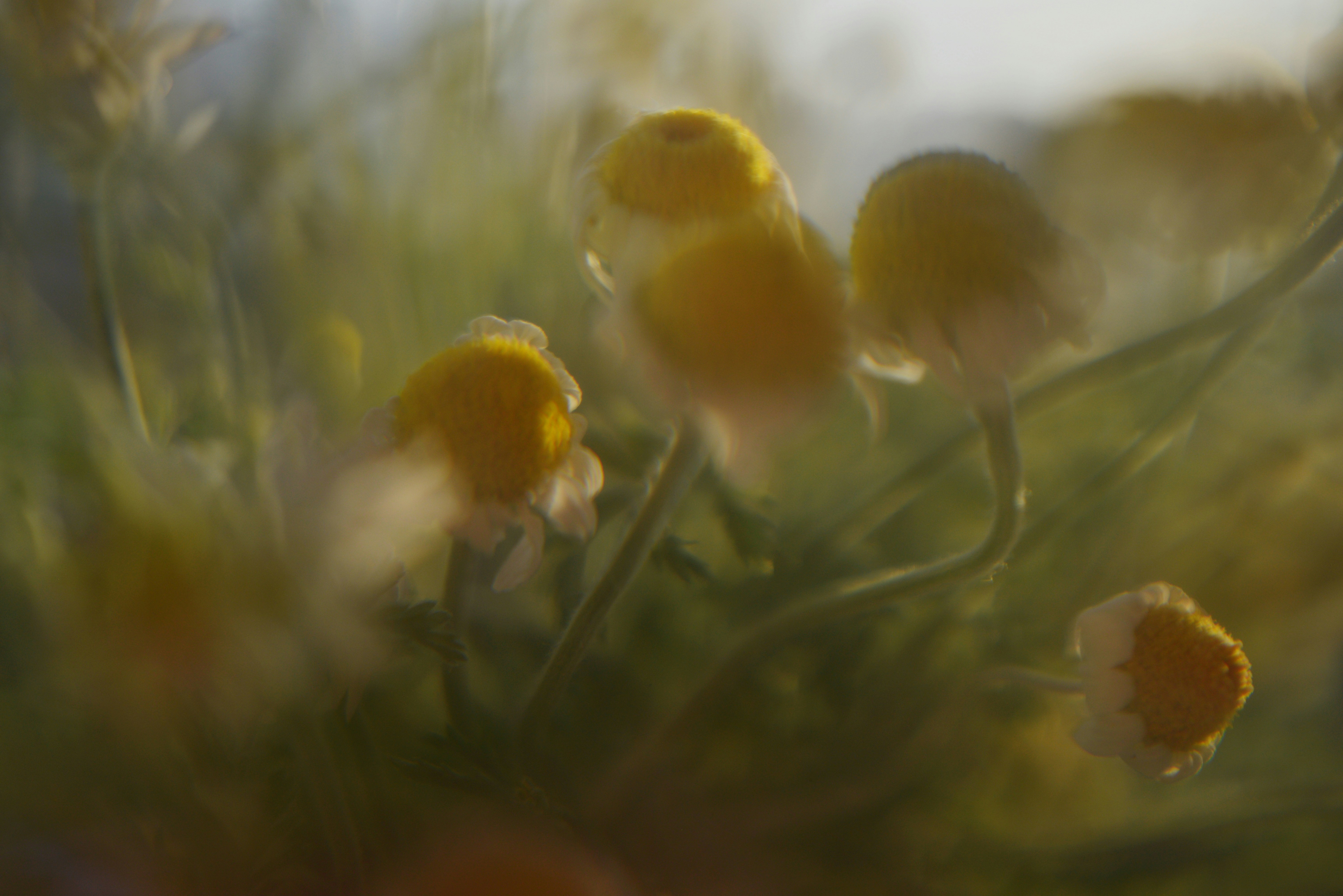 Soft Golden Buds in a Dreamlike Meadow