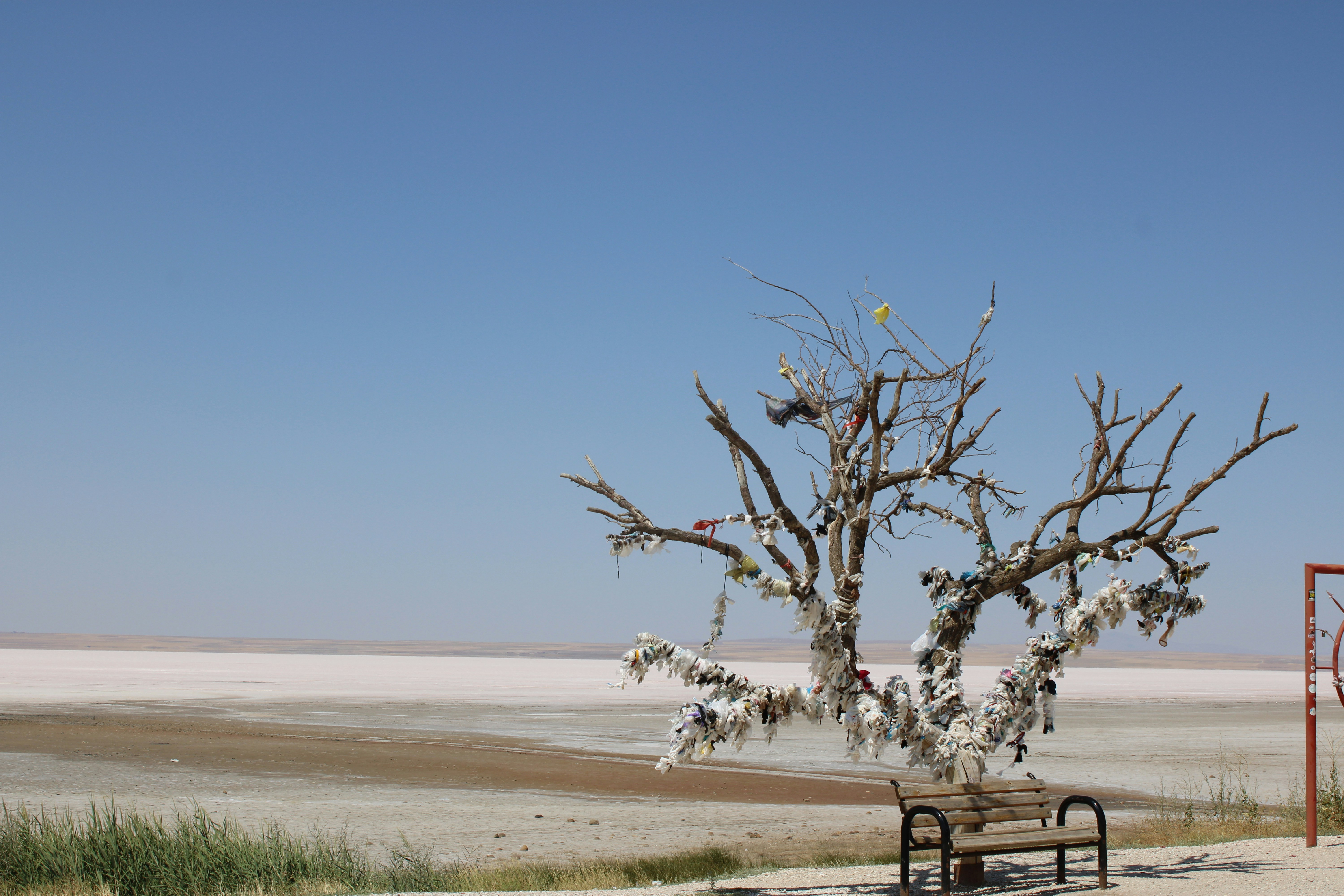Lonely Tree on the Salt Flats
