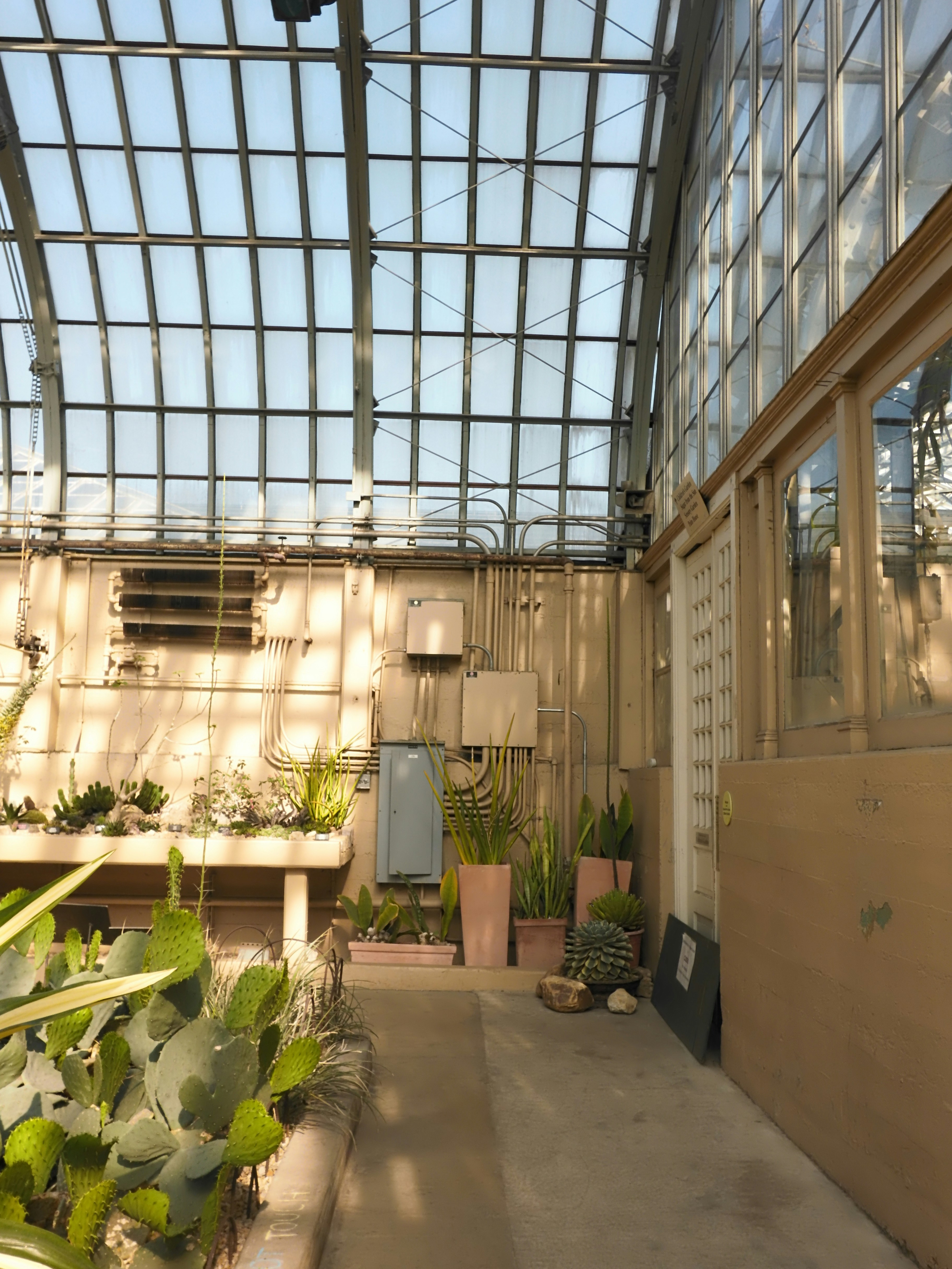 Sunlit greenhouse lines: a quiet corridor of succulents and glass