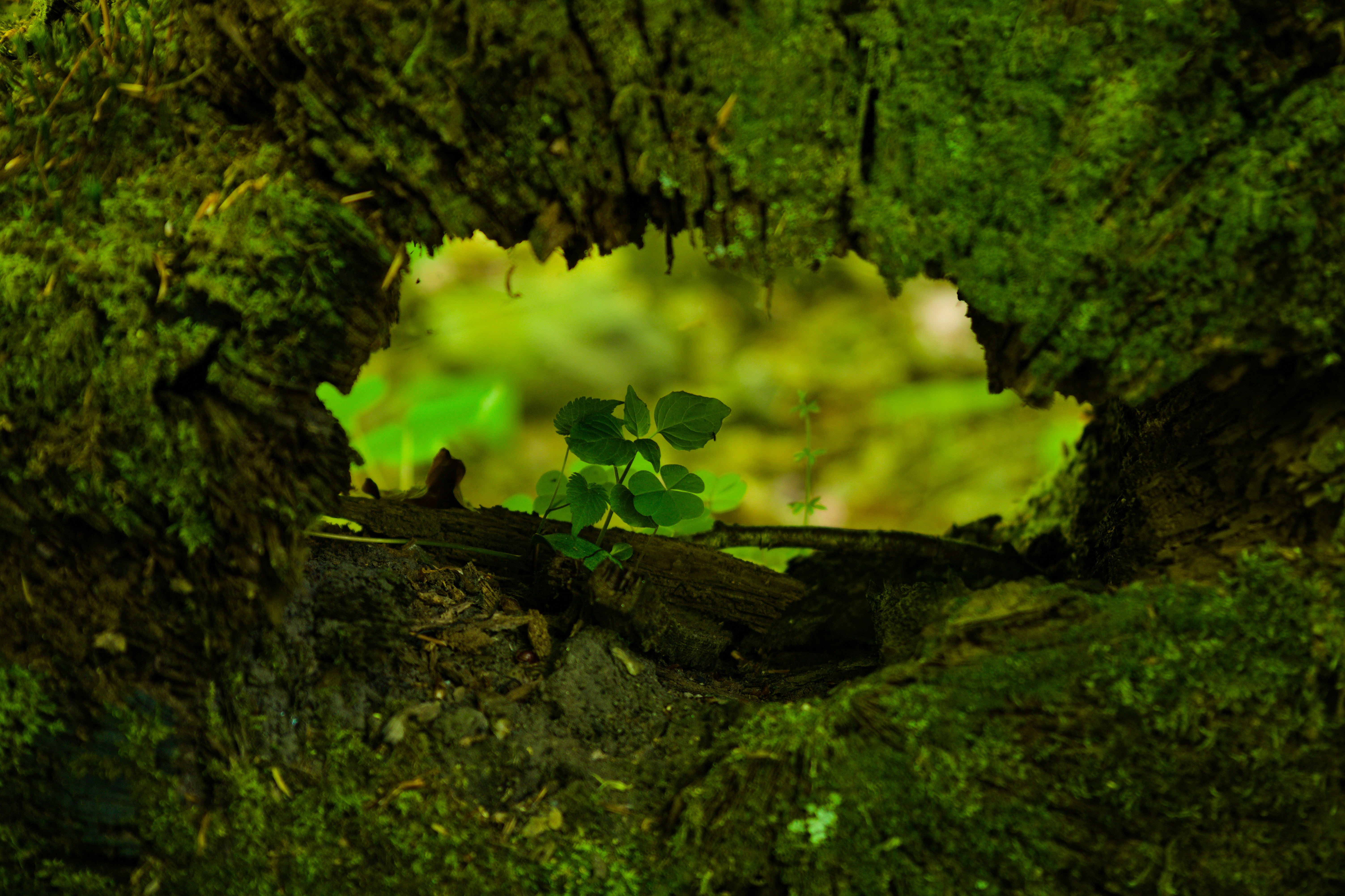 Green Sprout in a Moss-Crowned Aperture