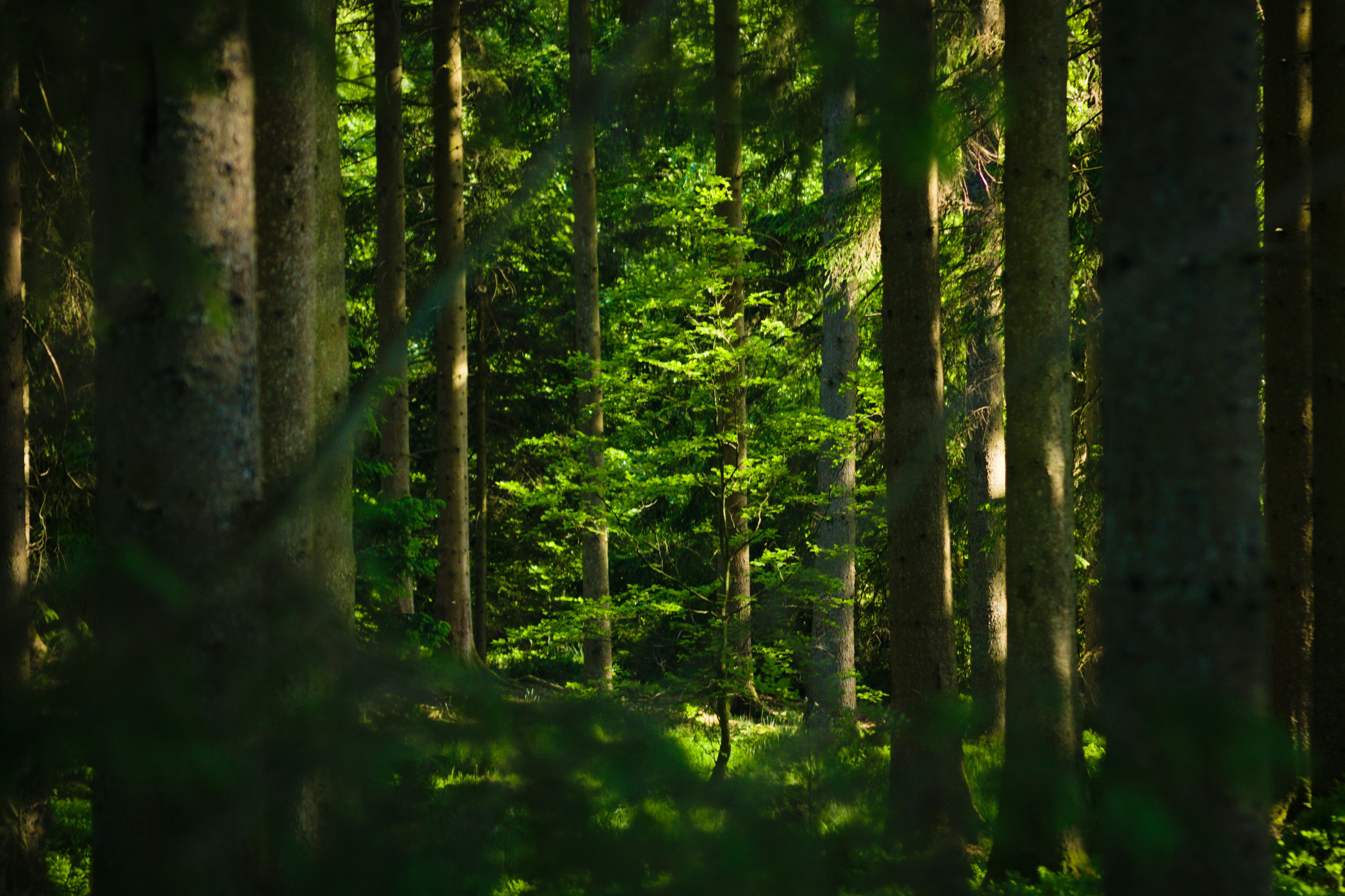 Sunlit Forest Corridor: A Quiet Glade Between Trunks