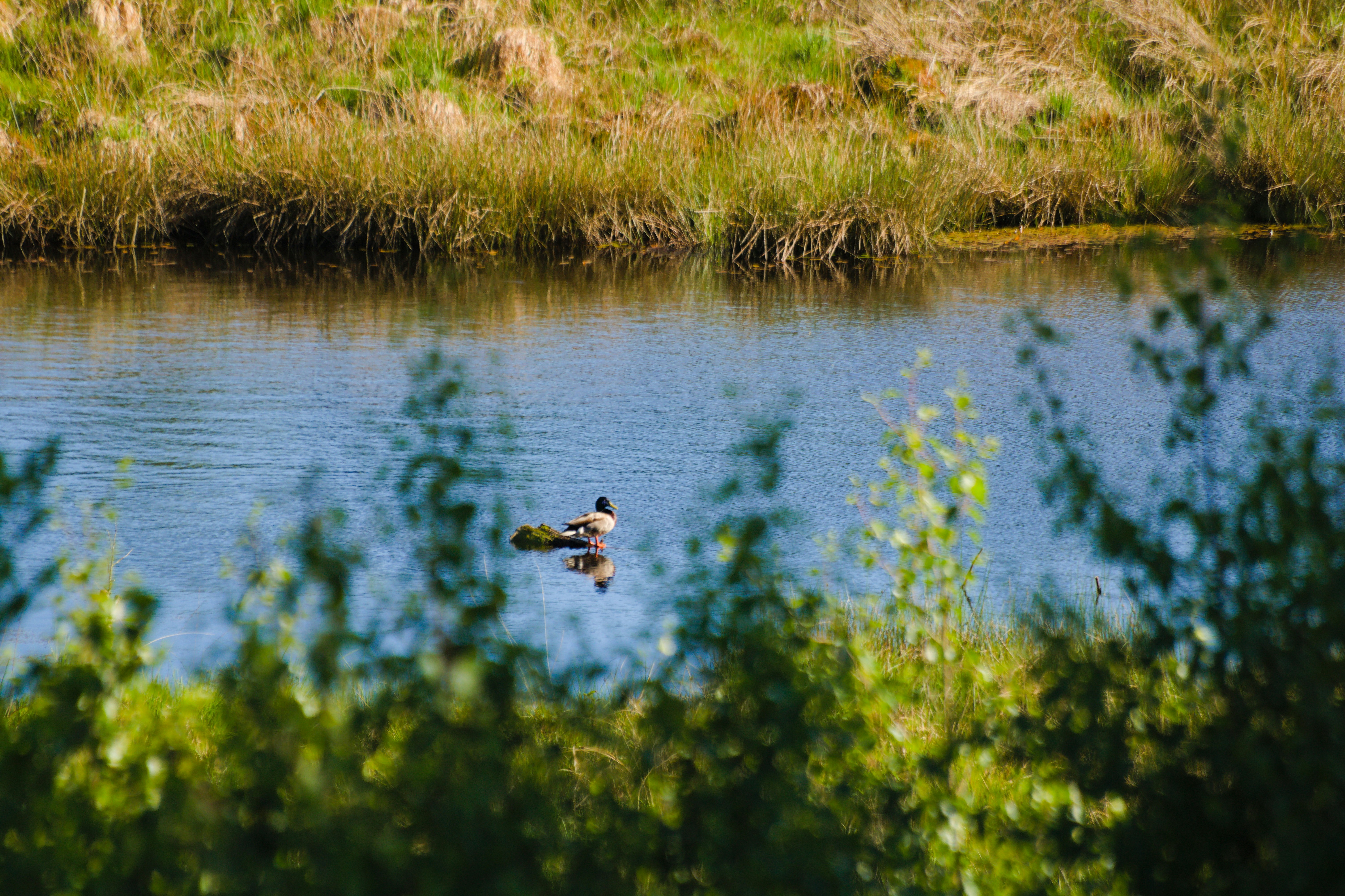 Duck on a Quiet Riverside: Framed in the Dappled Green