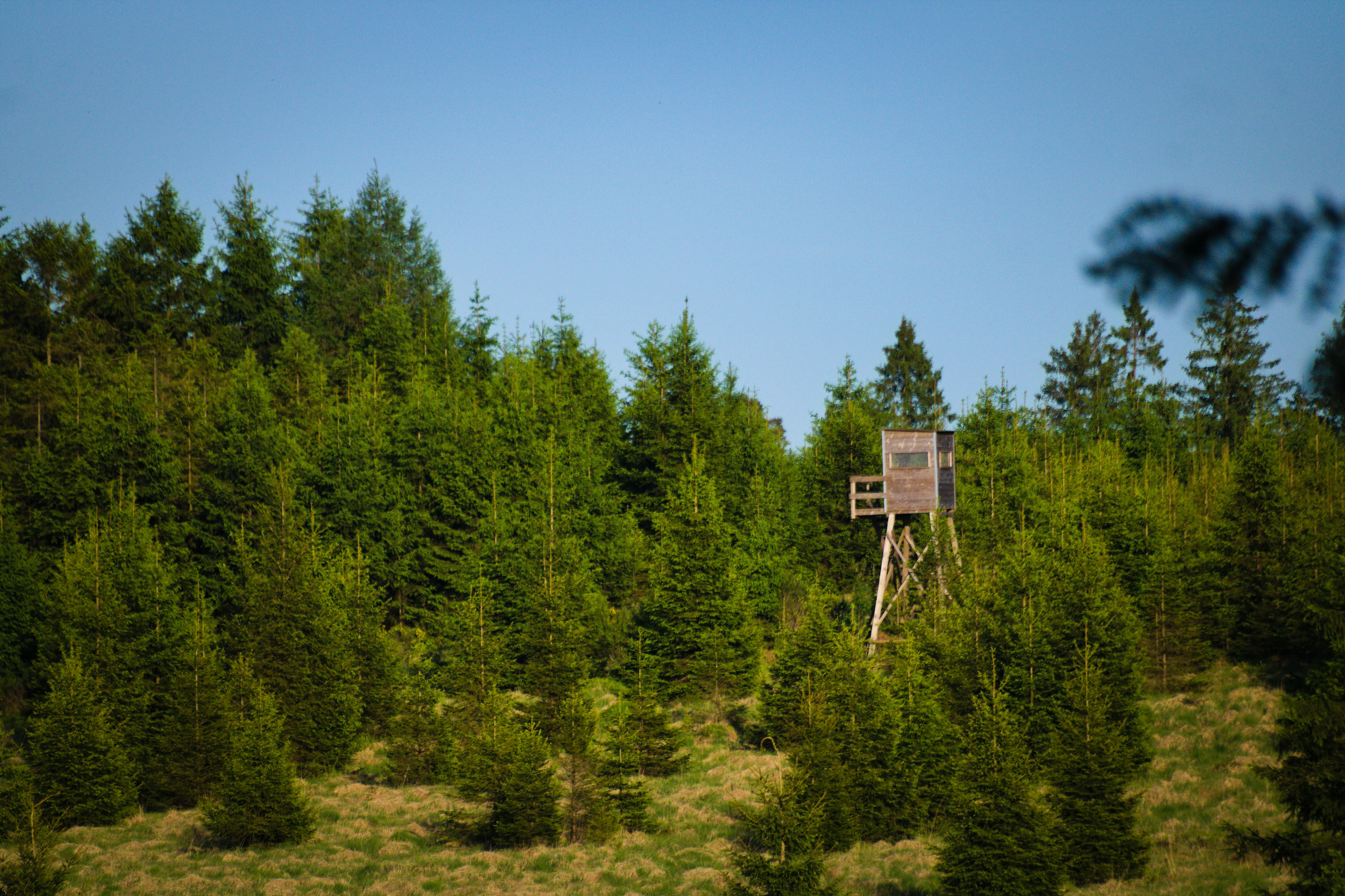 Watchtower among the Pines: A Lone Lookout in the Trees