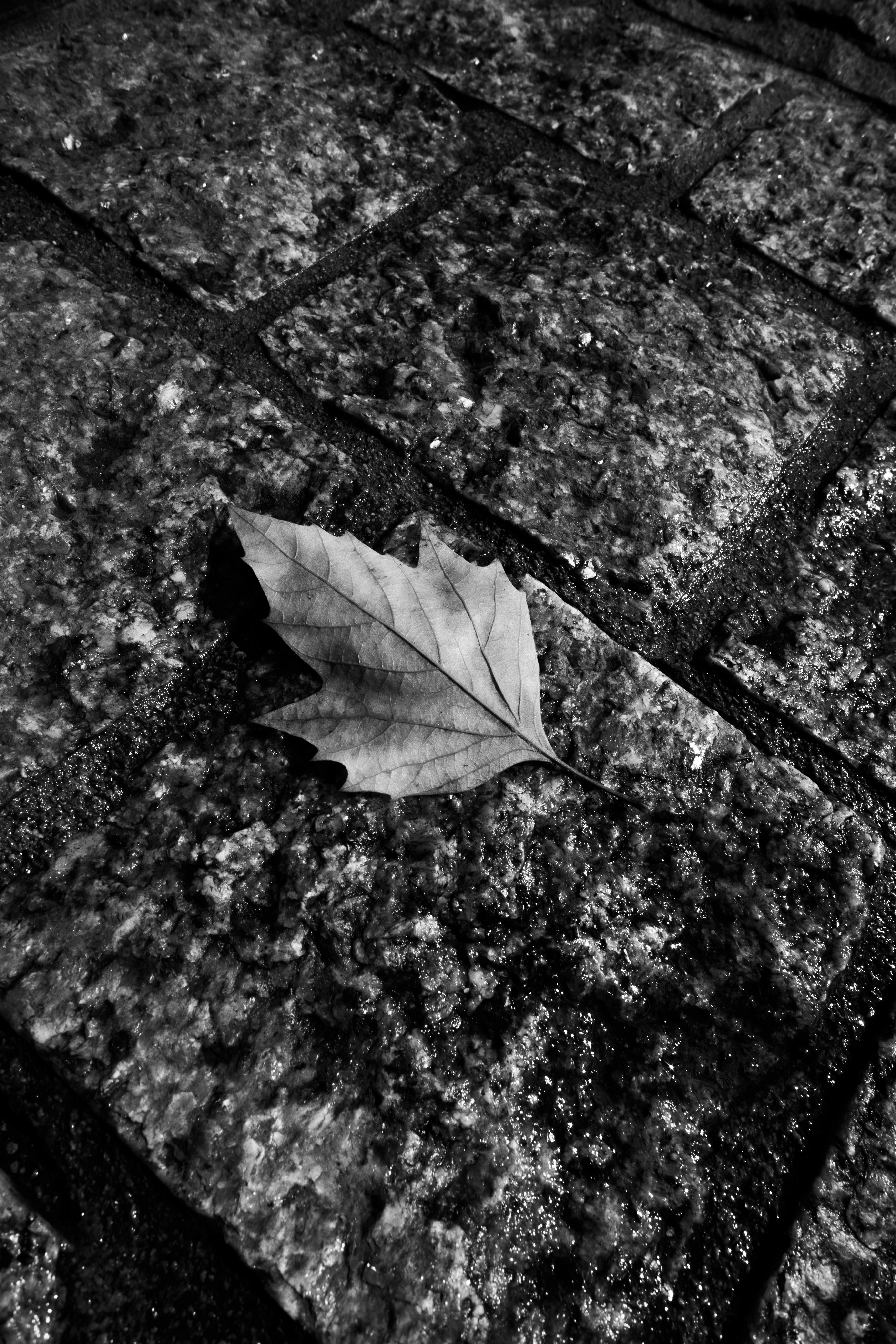 A Quiet Leaf Amid Weathered Pavers