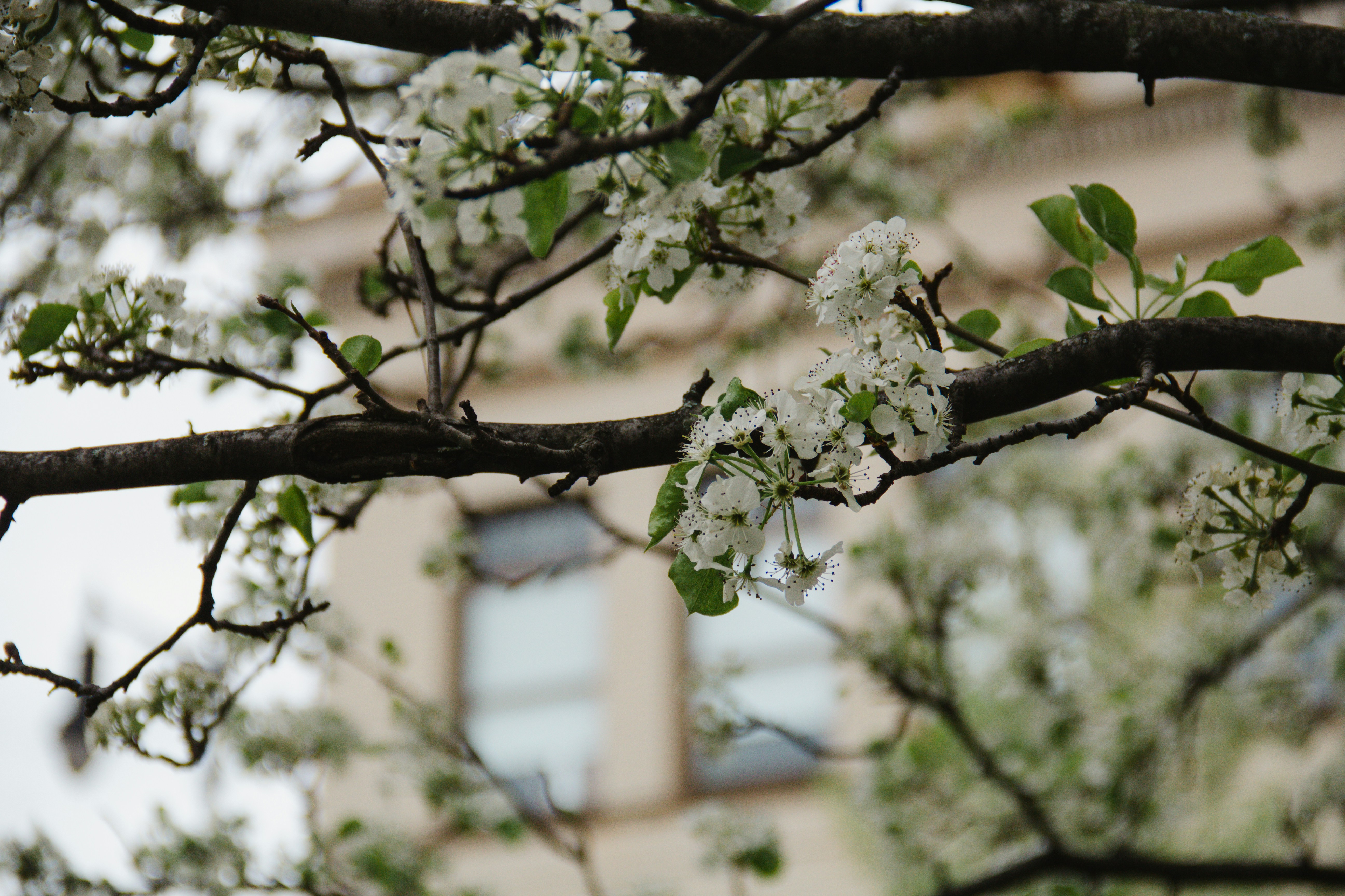Blossoms in Focus Against a Pastel Building