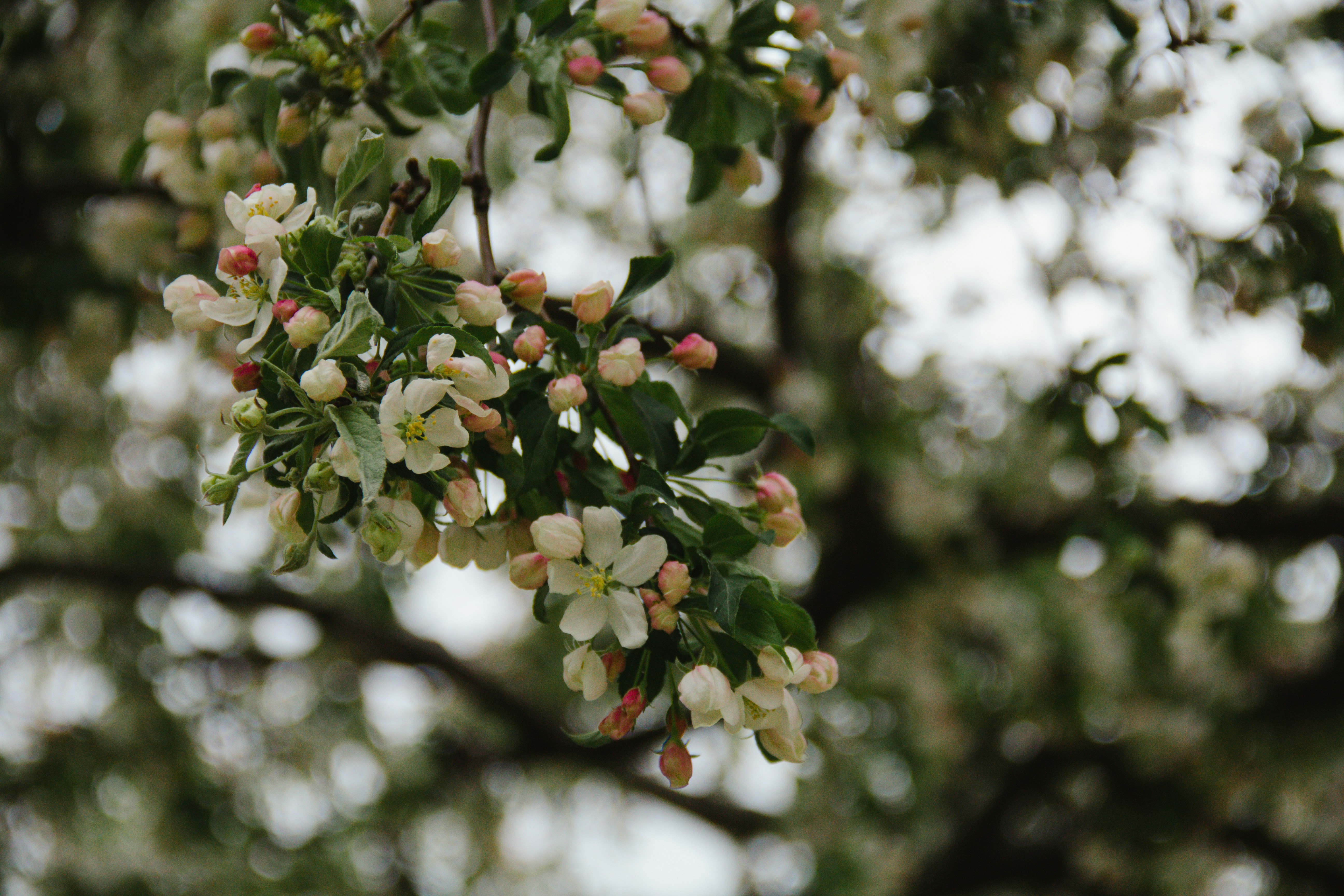 Blossoms in Focus: A Candid Bloom Cascade