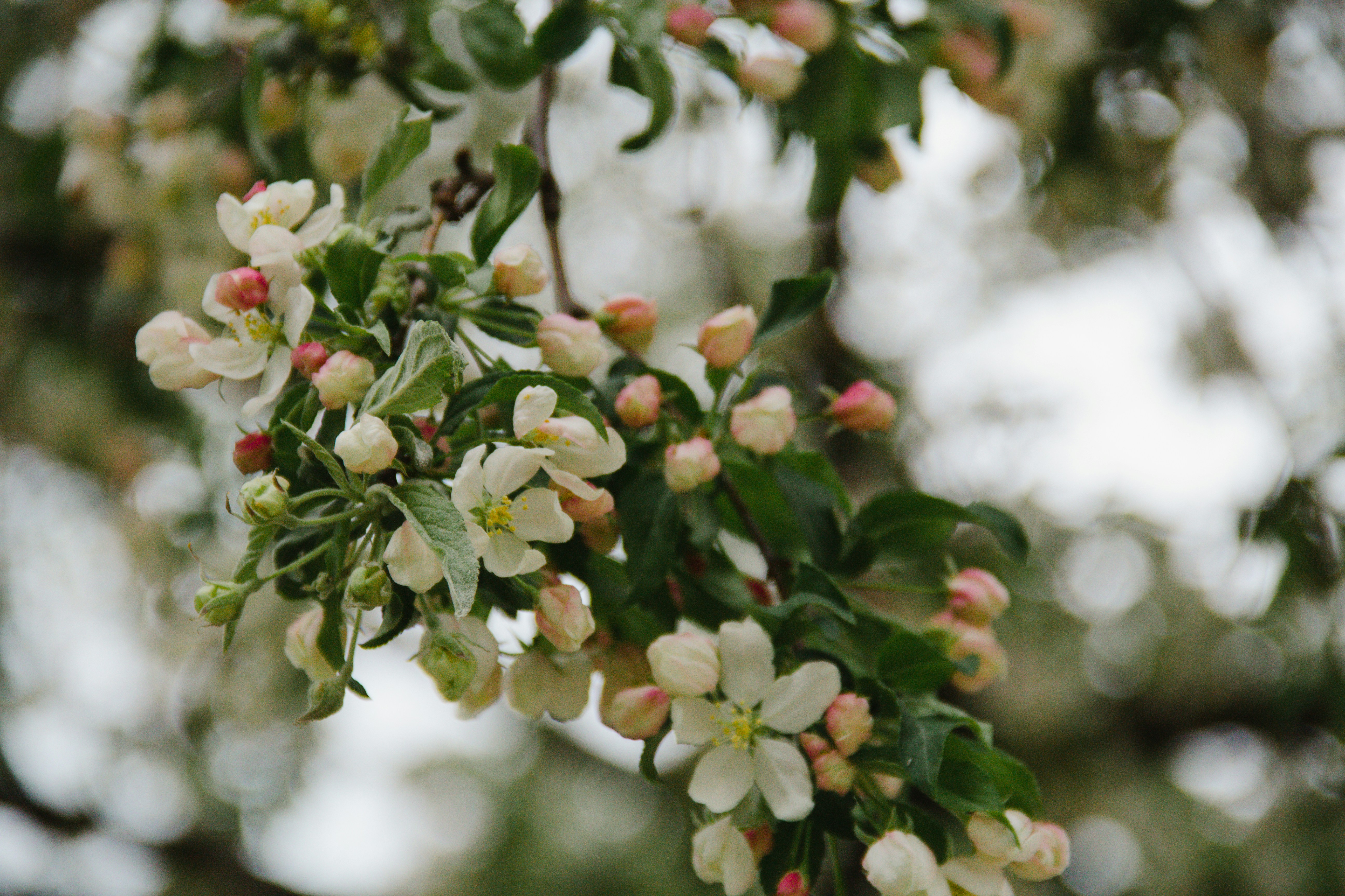 Blooming Apple Blossoms: Soft Focus in Spring Light