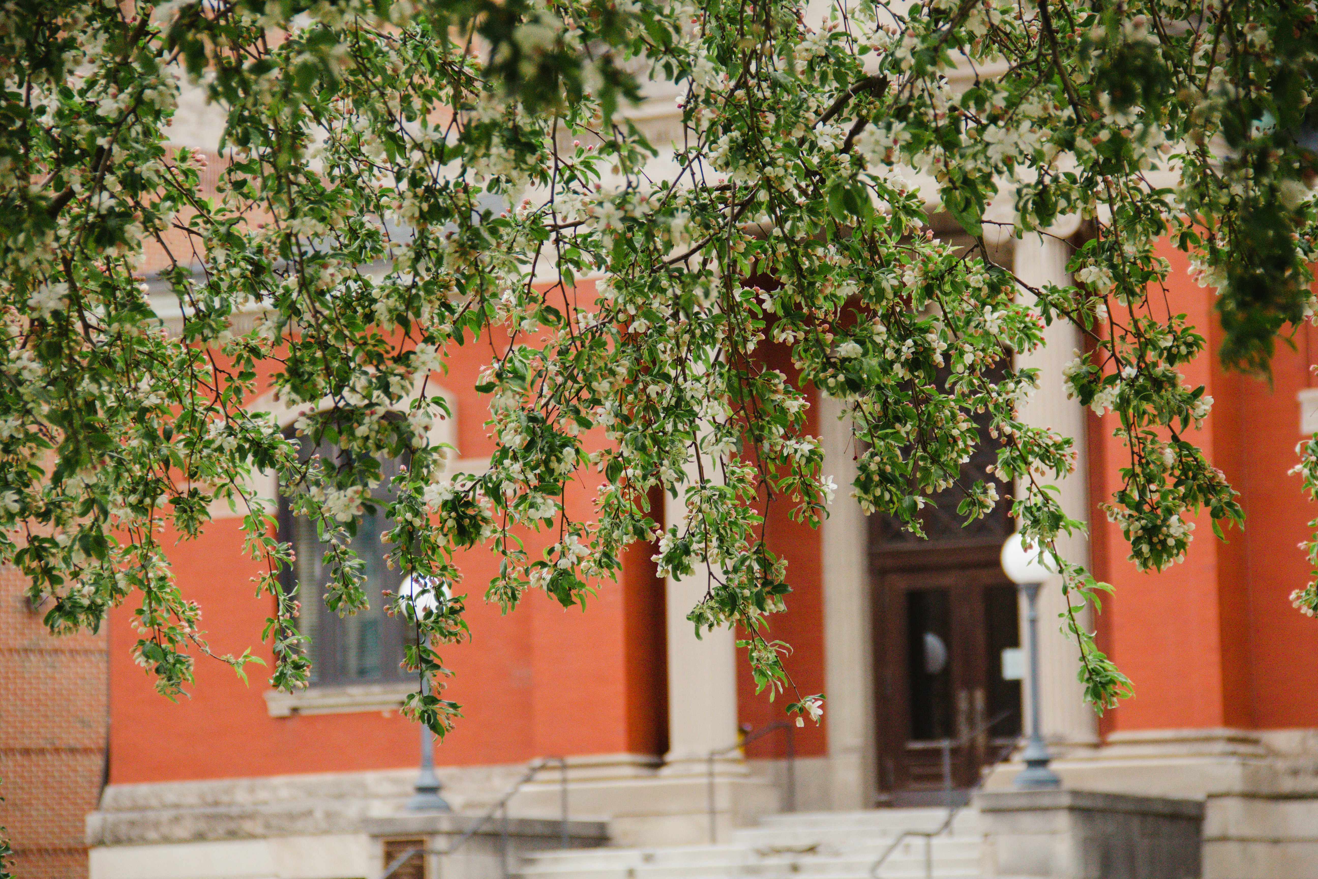 Framing the Courtyard: A Cascade of Green Over an Orange Facade