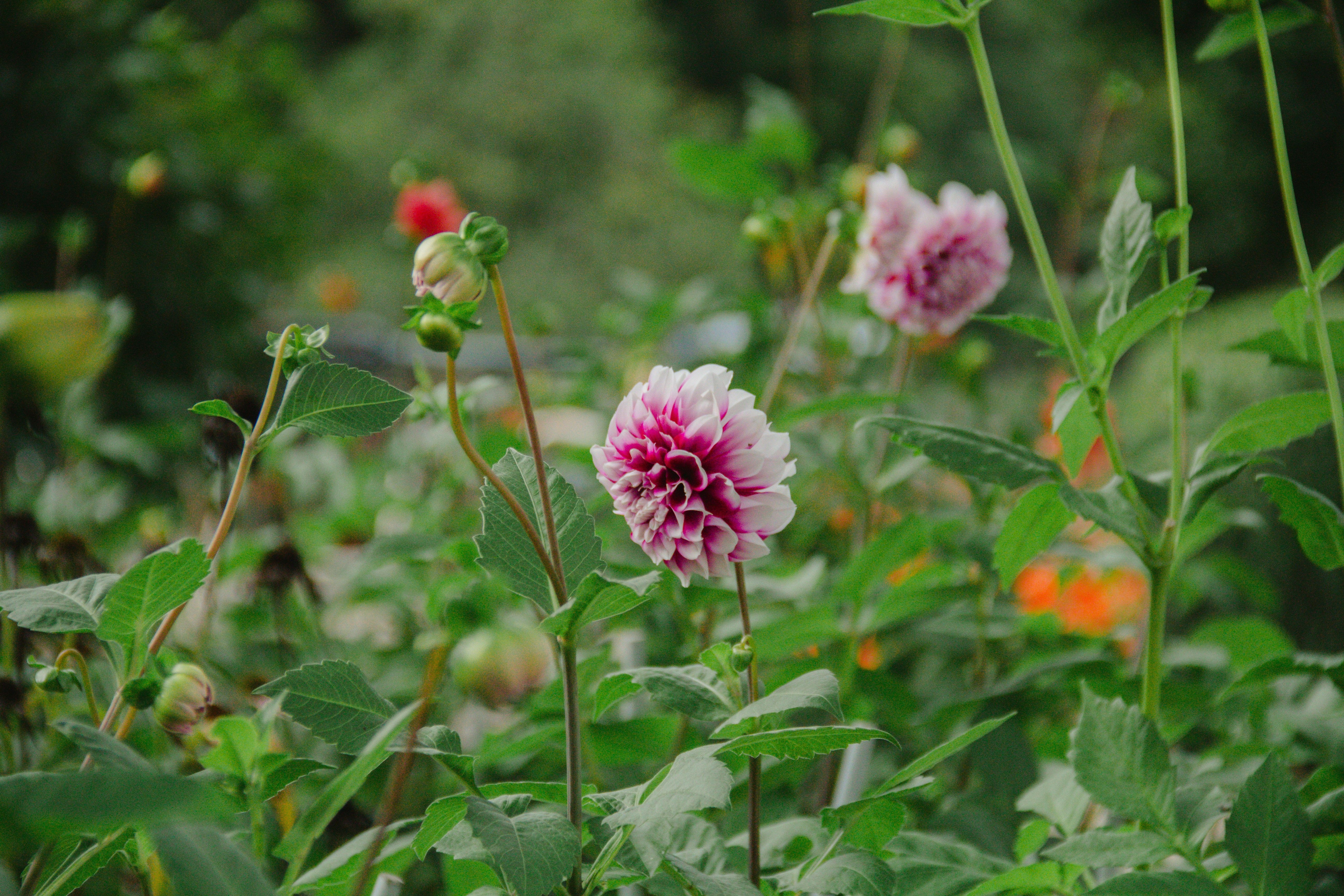 Centerpiece Bloom: A Pink Edelweiss-like Flower in a Green Verbena Meadow