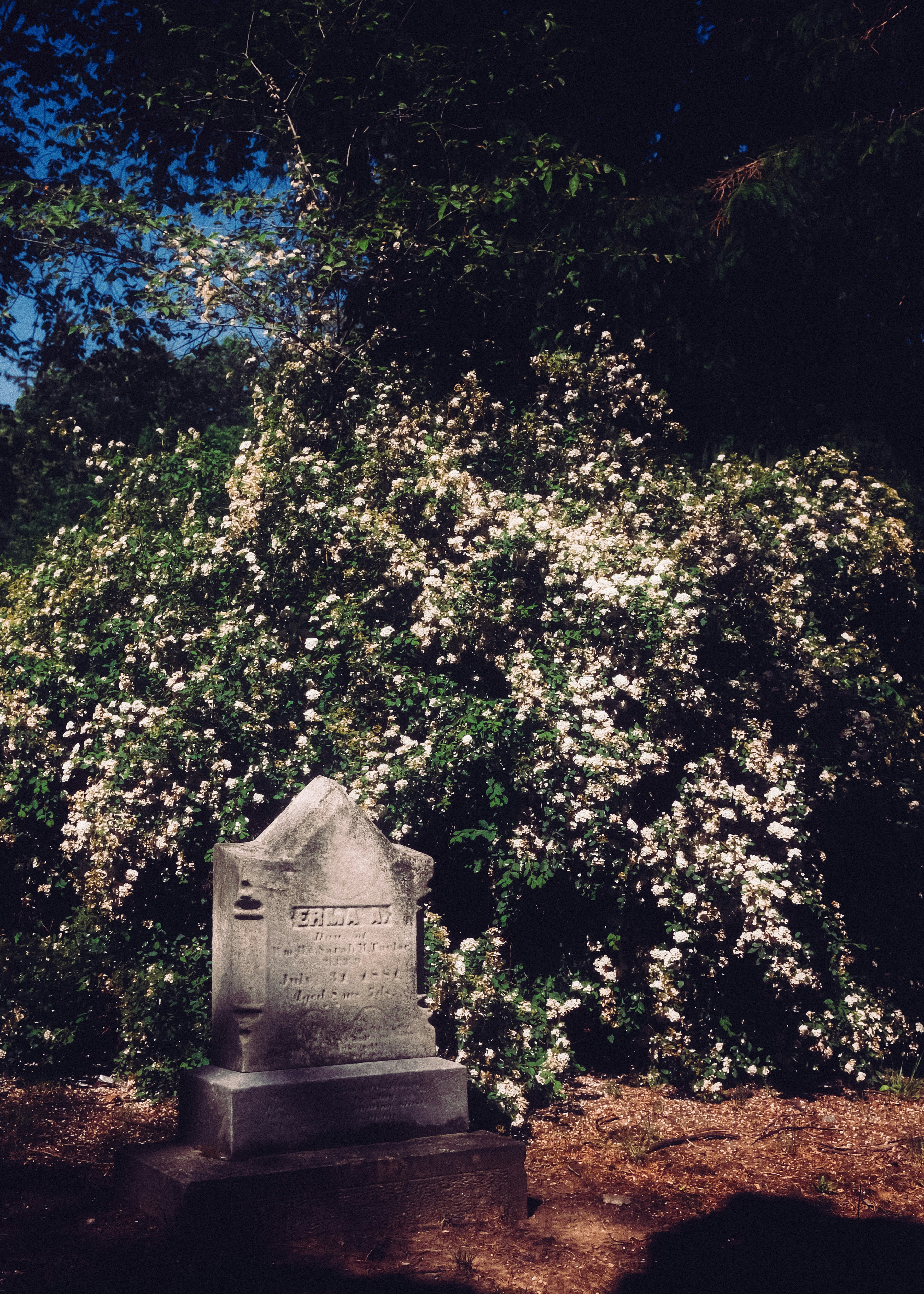 Whispering Garden: A Weathered Monument Framed by Blooming White Shrubs