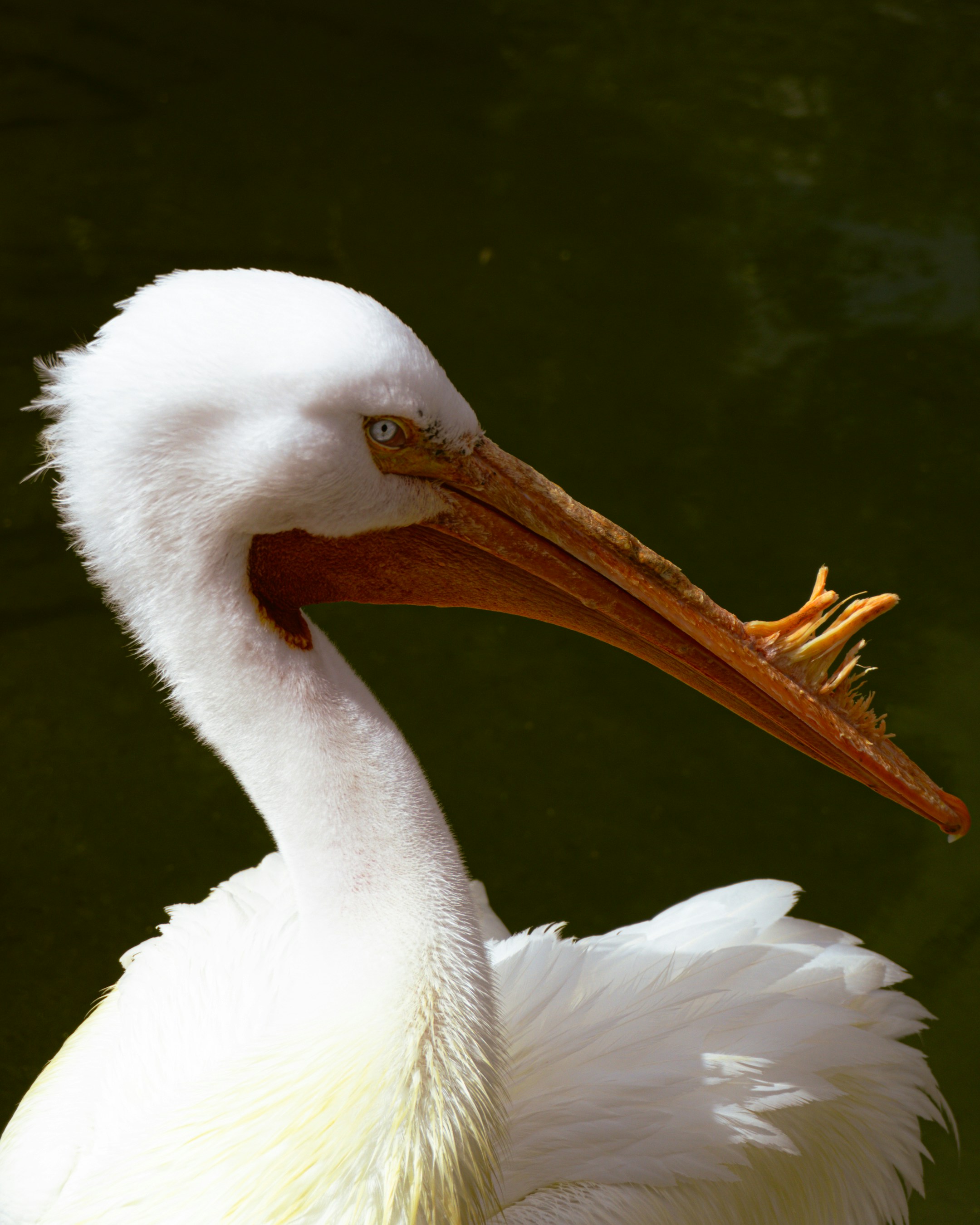 Close-up of a white pelican's beak and eye against a dark water backdrop