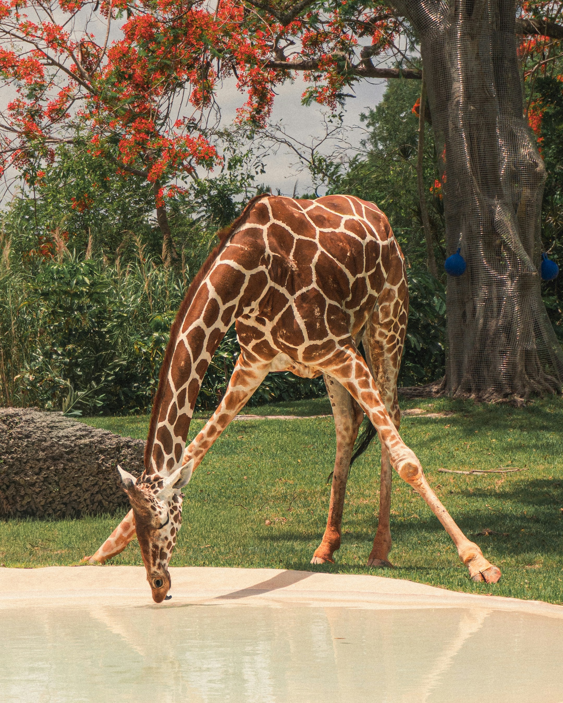 Giraffe at the Water's Edge: A Curved Gaze