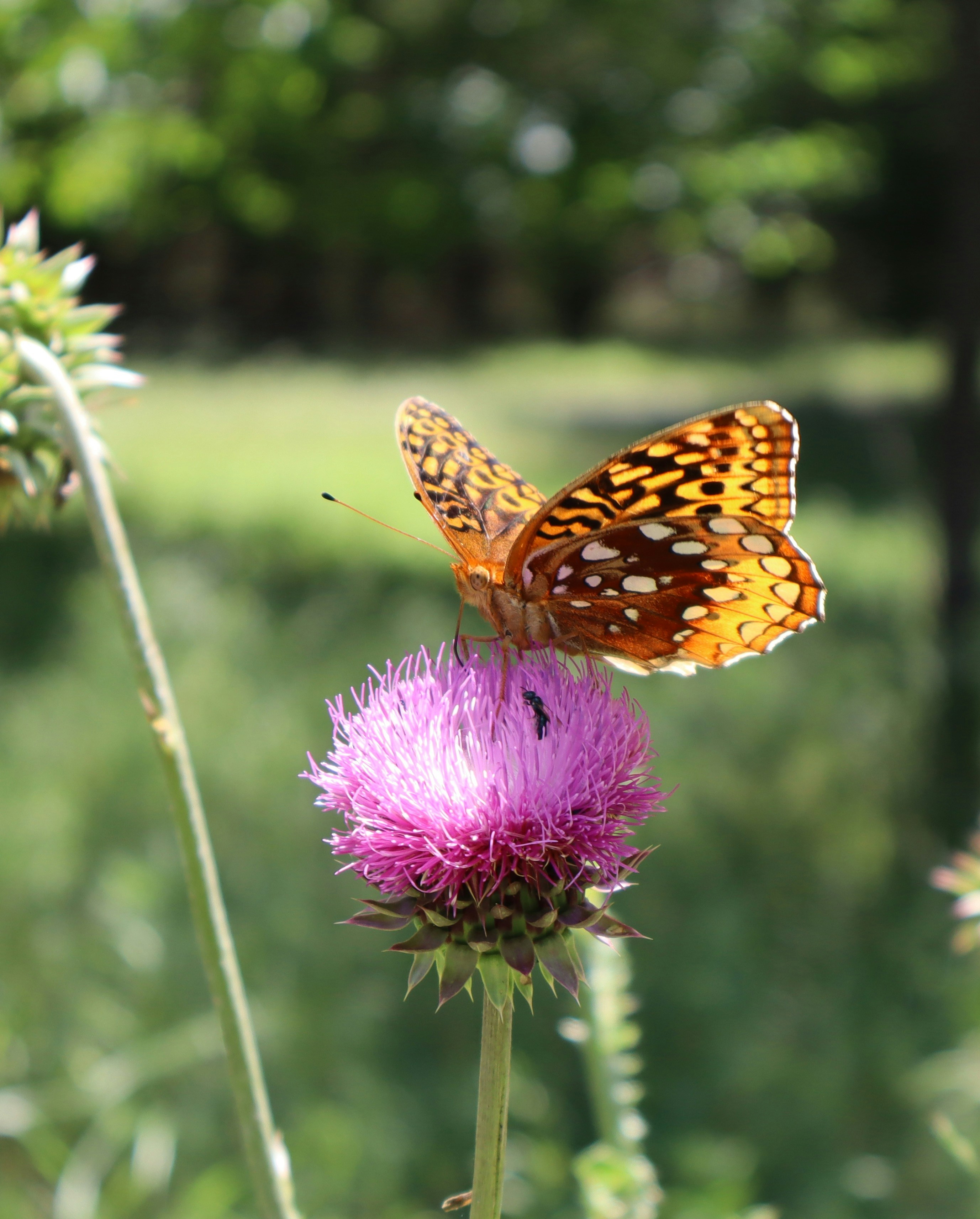 Butterfly on a Crimson Thistle: A Moment of Delicate Color