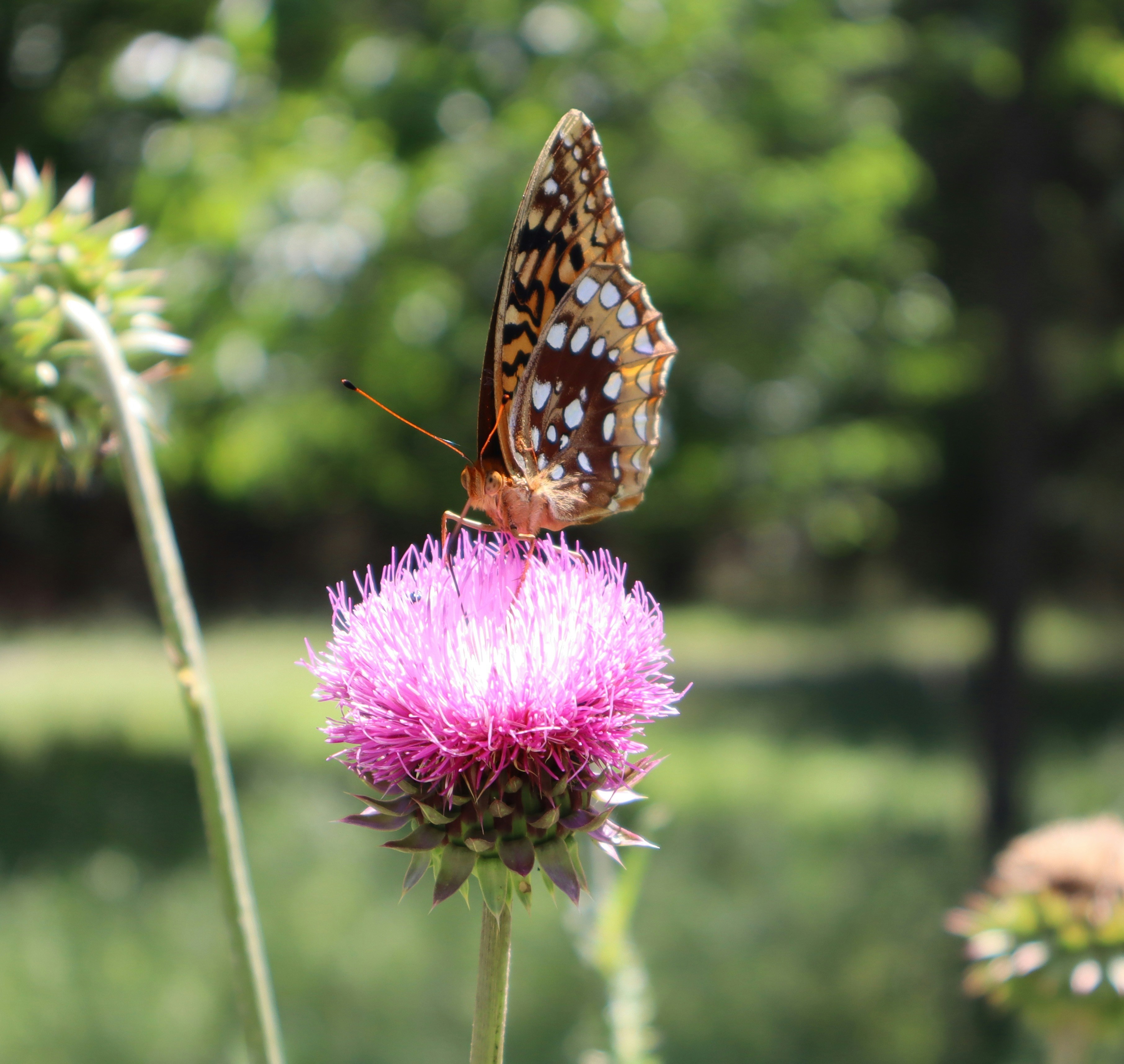 Butterfly on a Magenta Globe-Flower in Sunlit Garden