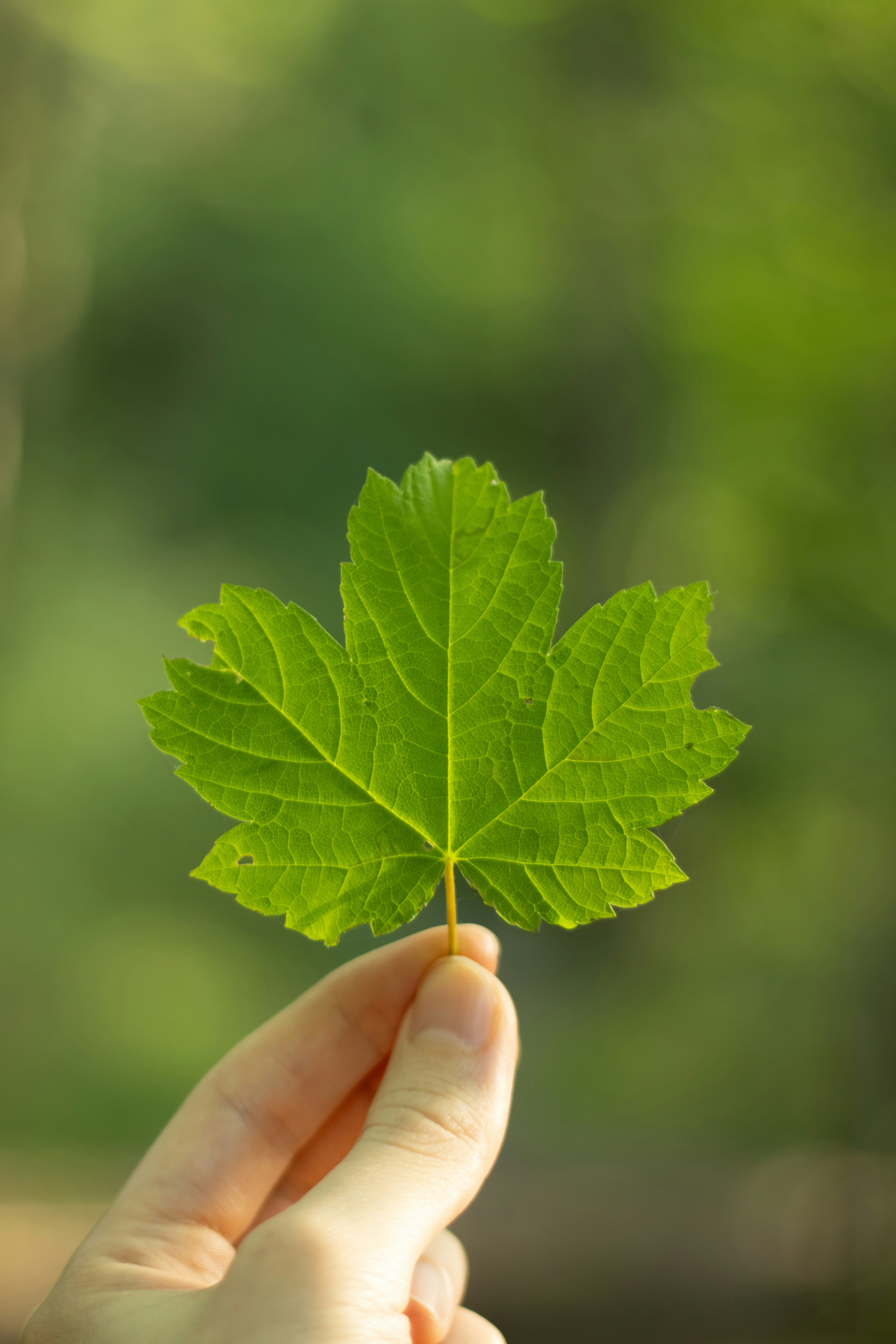 Hand-Held Leaf: A Fresh Greenleaf in Soft Focus