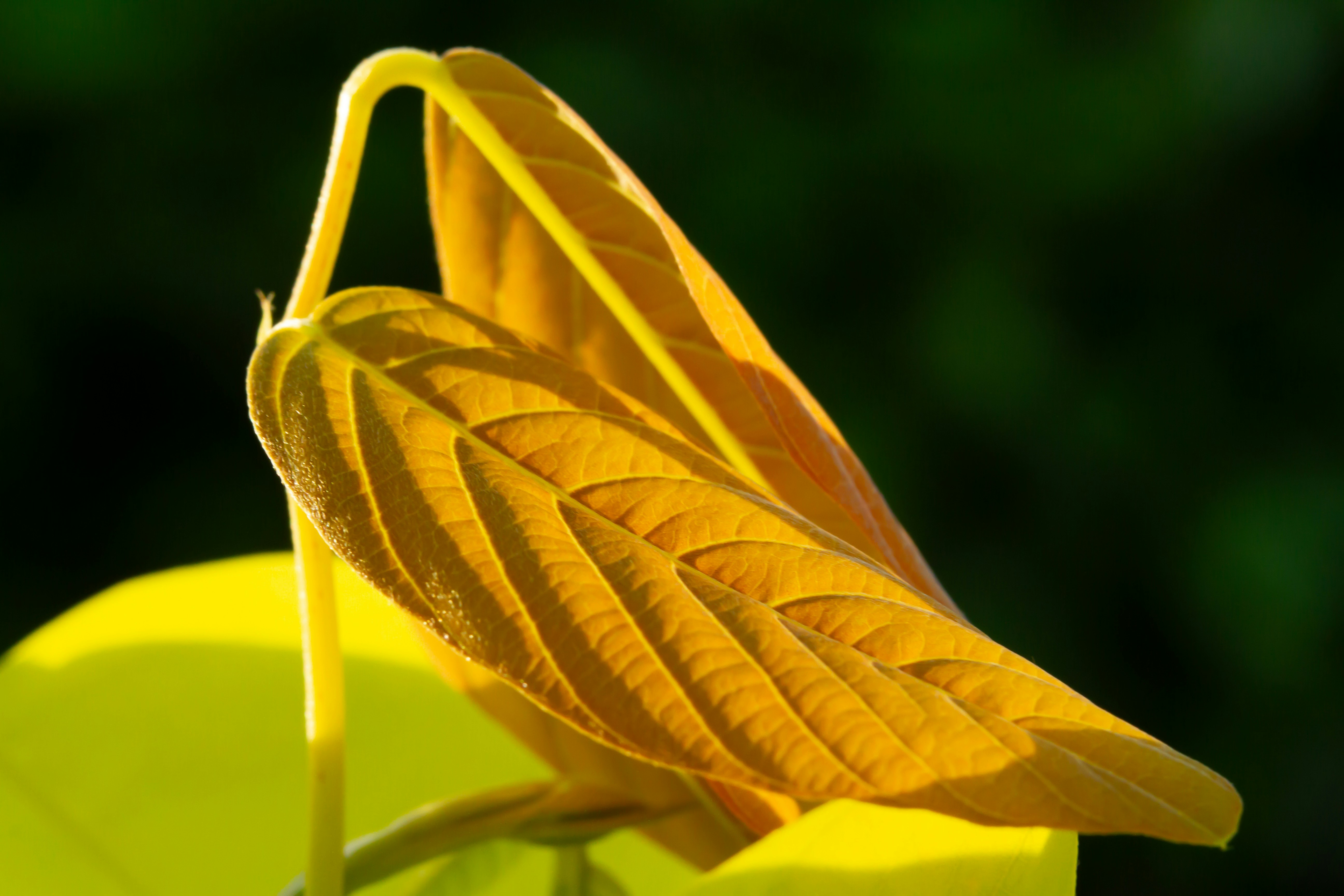 Golden Leaf in Sunlit Detail