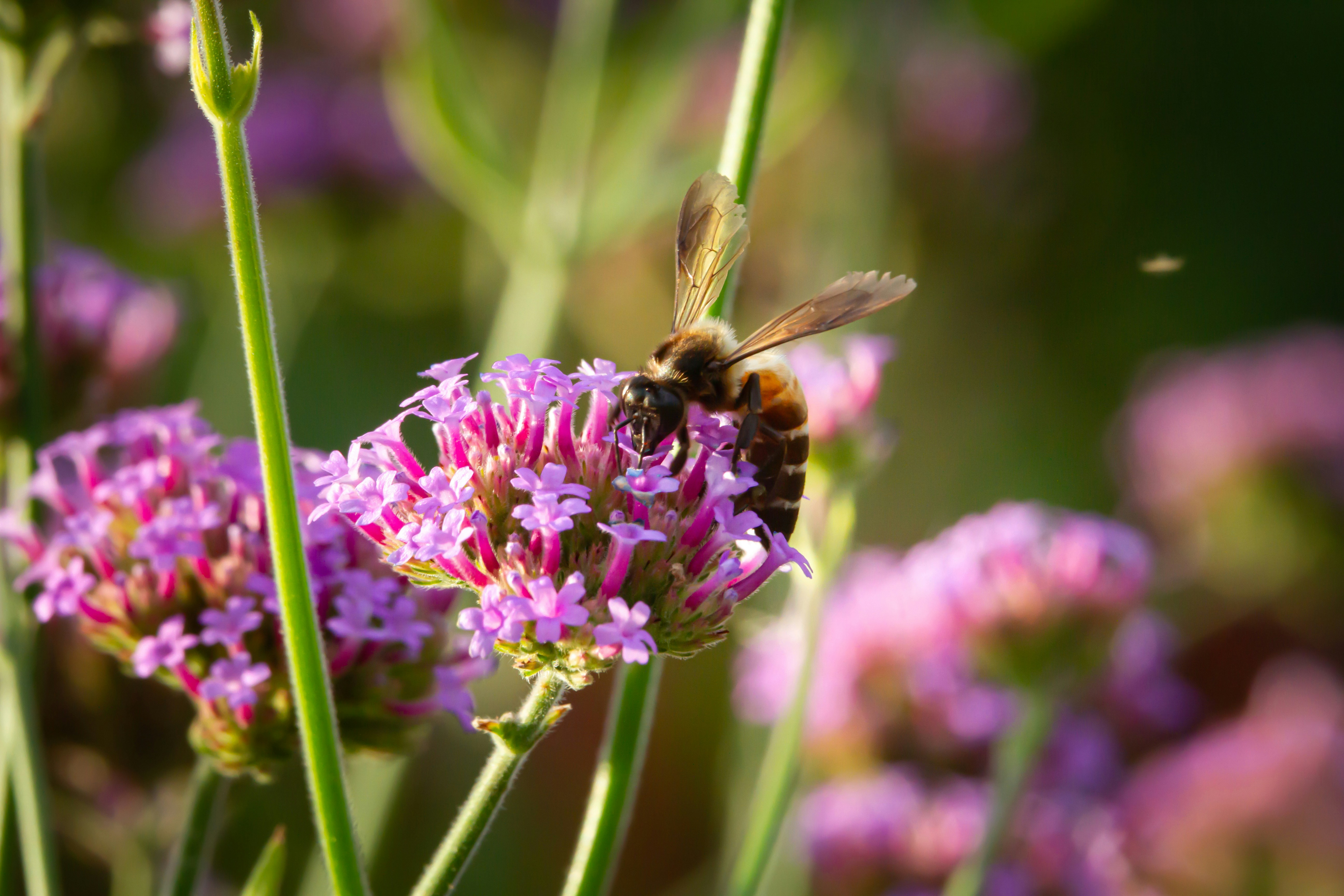 Buzz at Bloom: A Bee Drifts Between Violet Stems