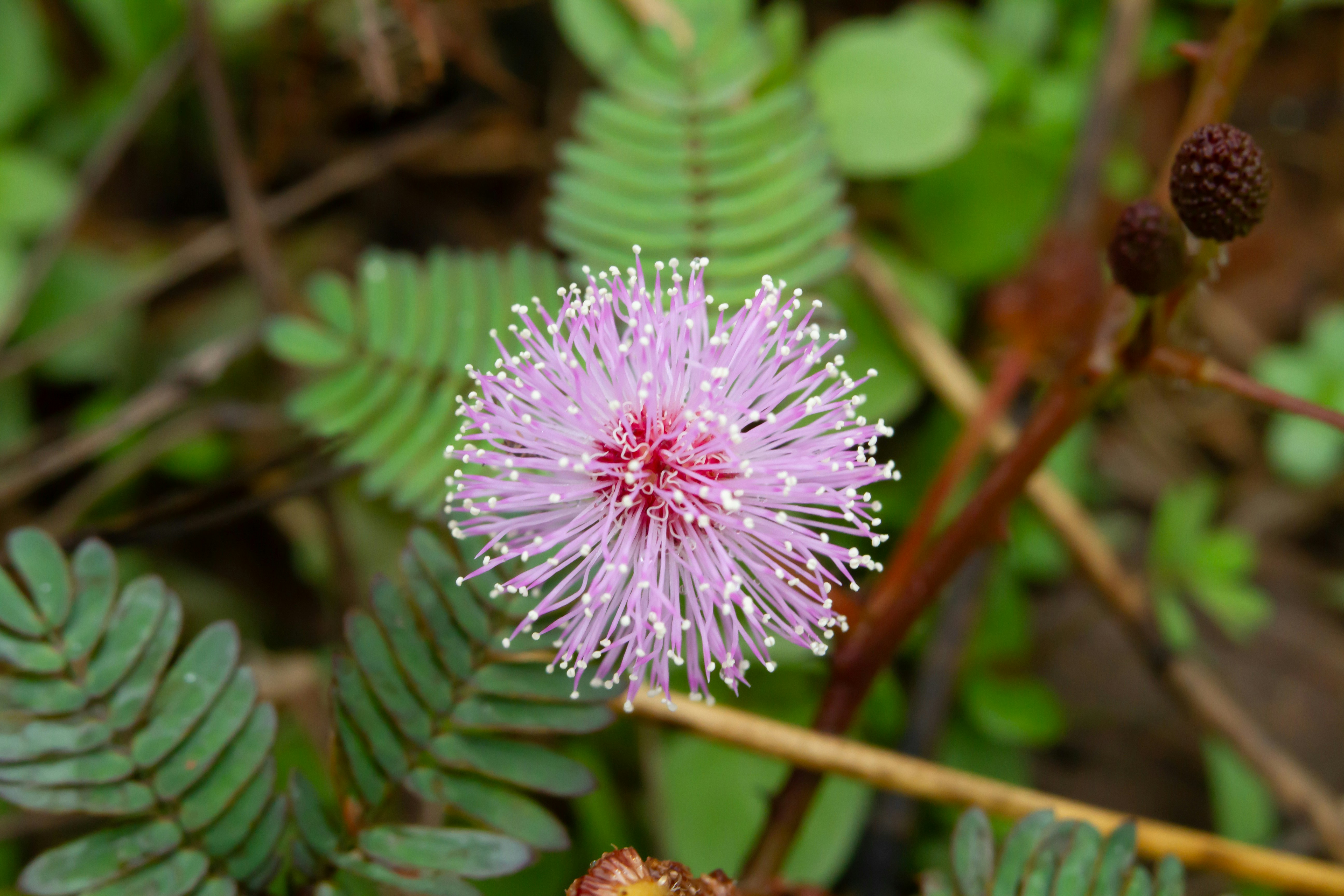 Pink Firework Bloom: A Delicate Ball in a Fern-Grass Garden