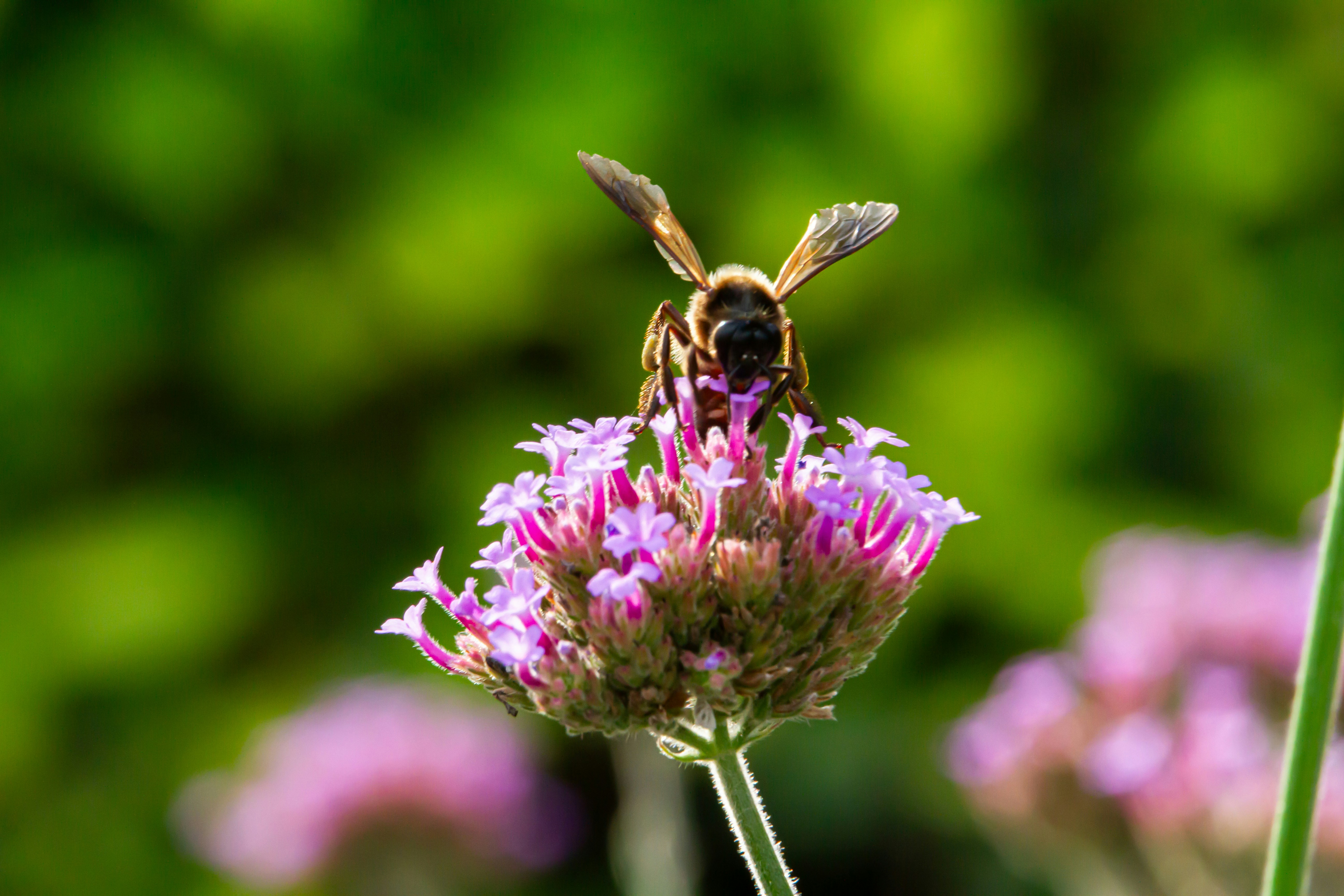 Bee on Pink Globe Flower: A Moment of Pollinator Focus