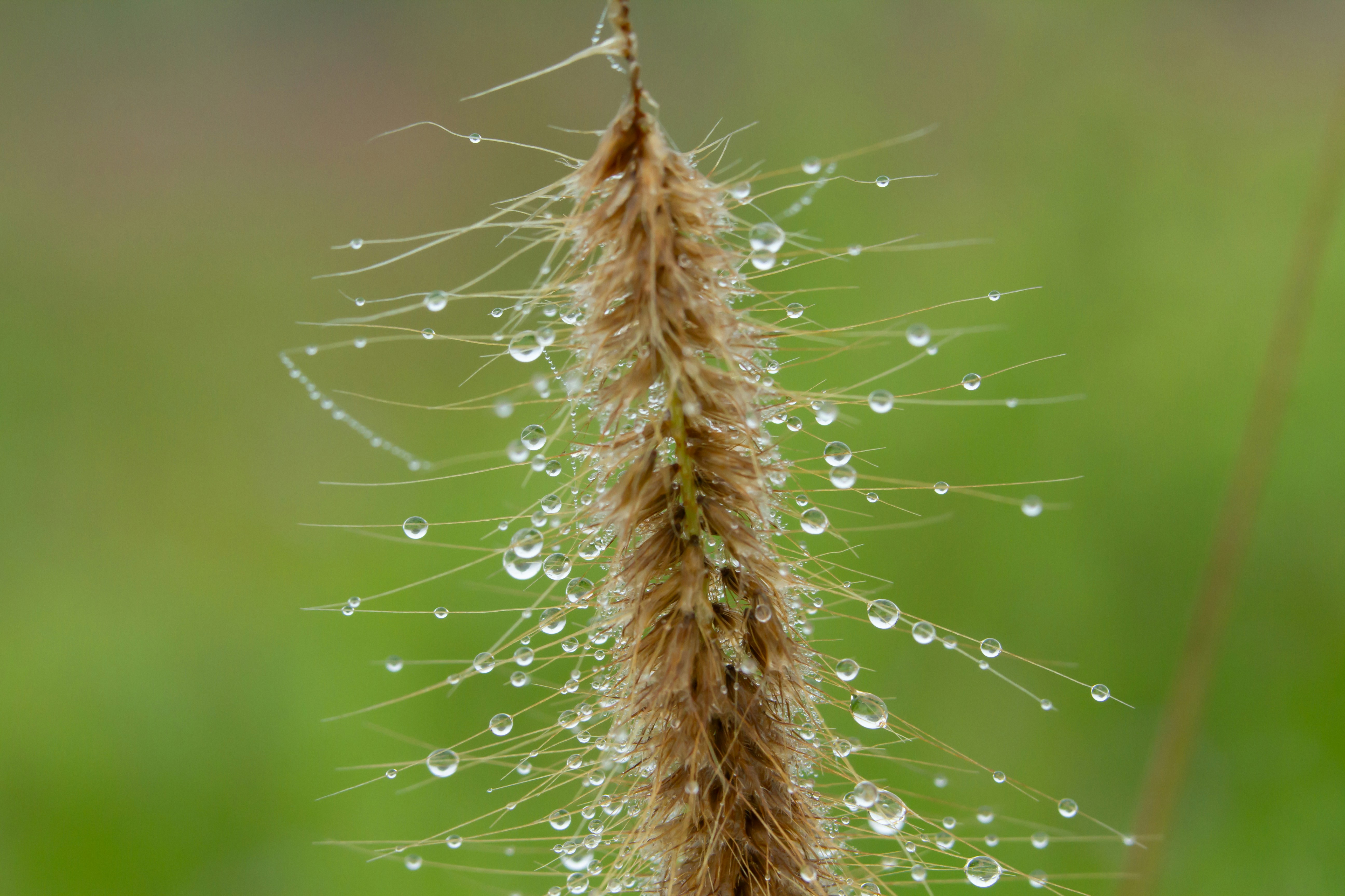 Dew-kissed Seed Head: Pearls on a Willow-hued WorKing Core