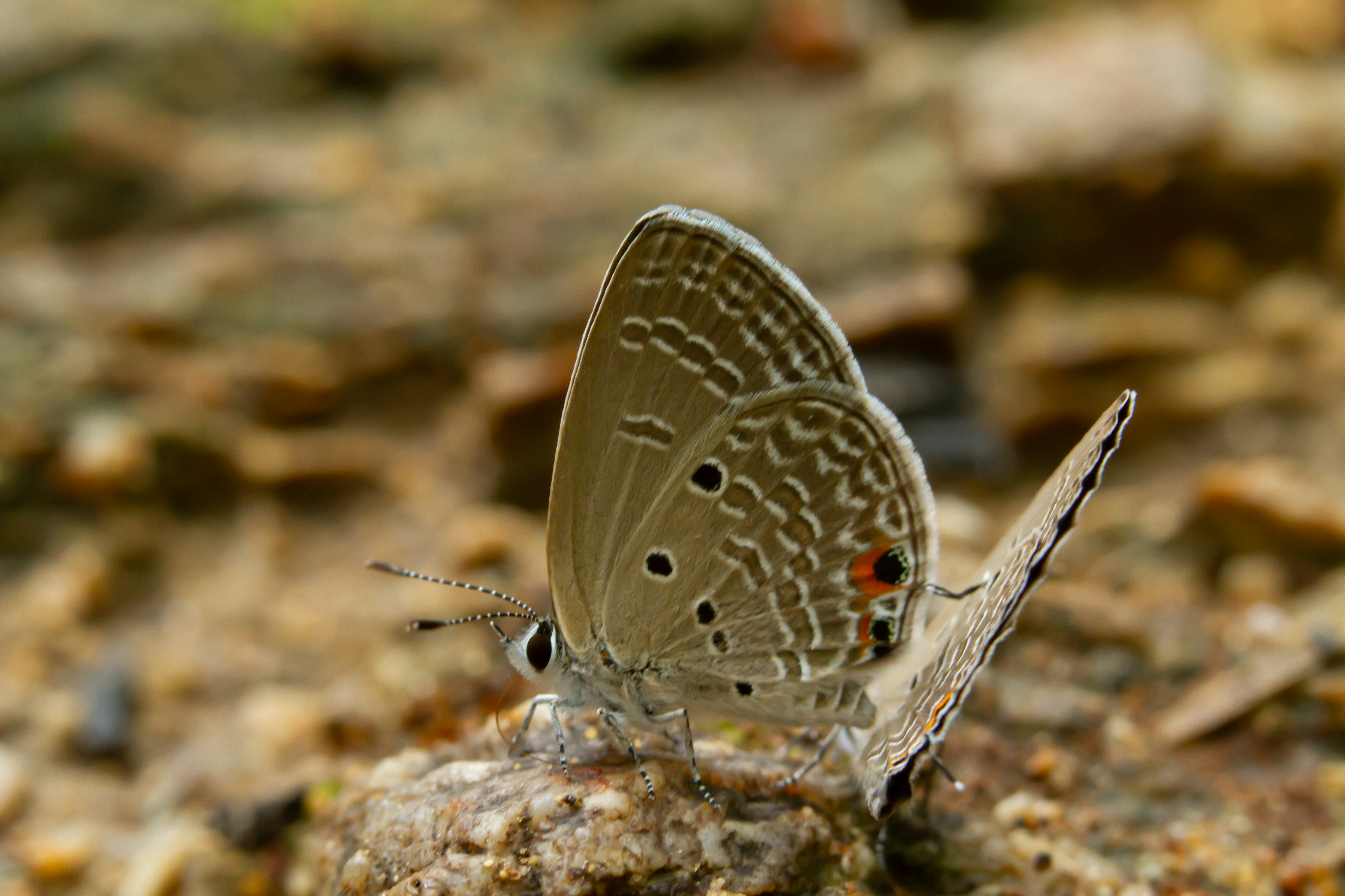 Butterfly at Rest: Delicate Blue-Hued Petrel on Pebbled Ground