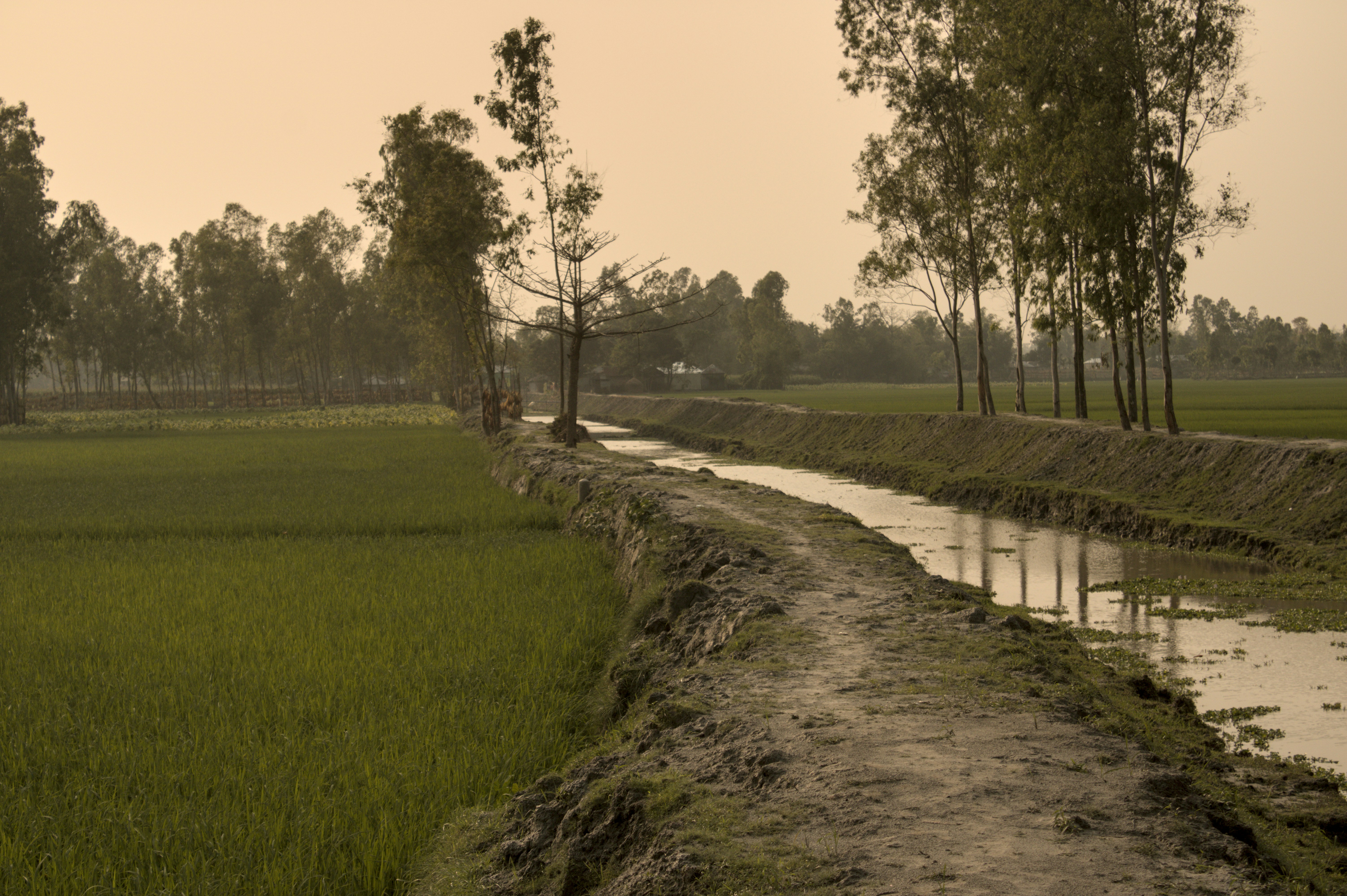 Dirt Channel through Quiet Rice Fields at Dusk