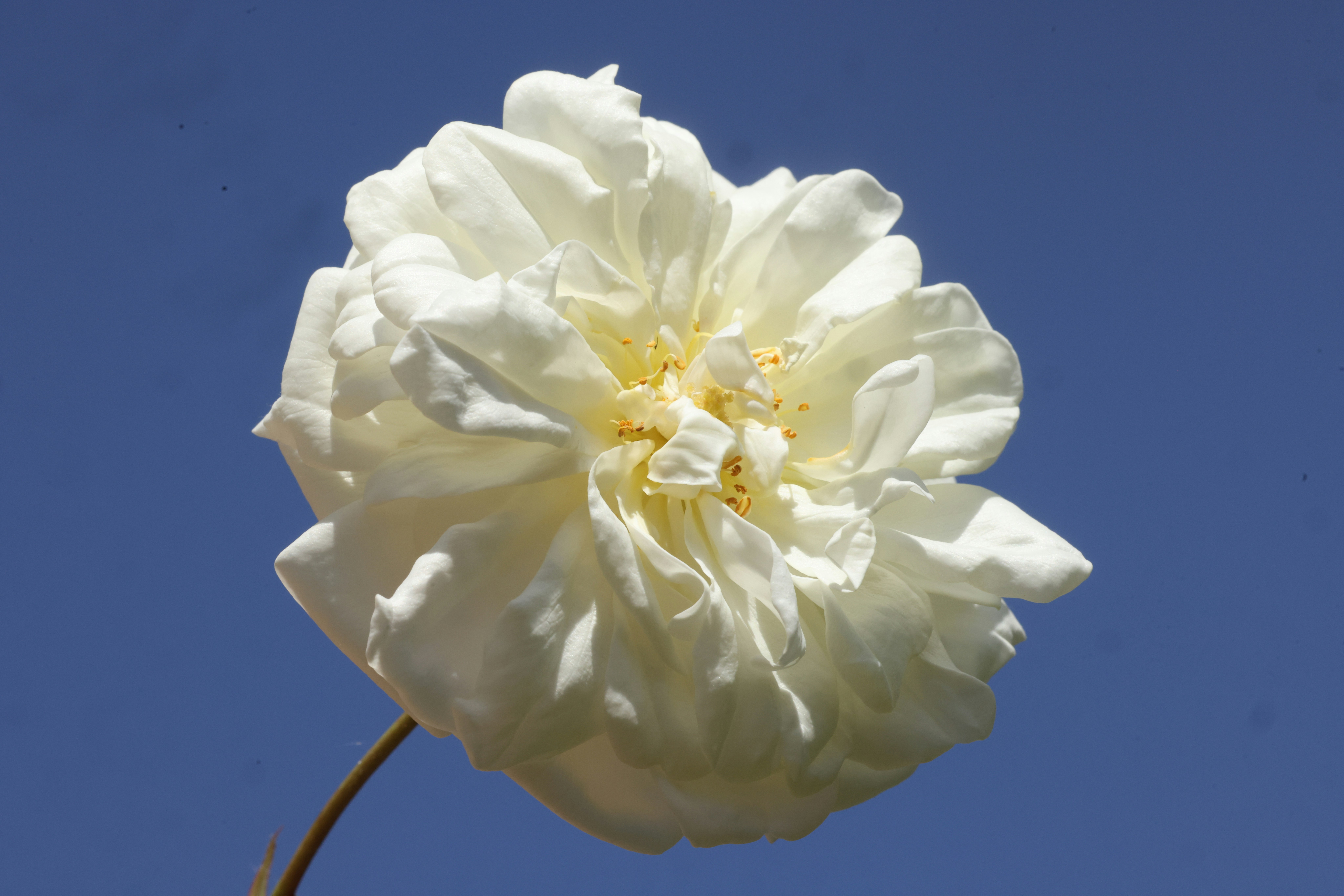 White Rose Against a Clear Sky: Centered Elegance
